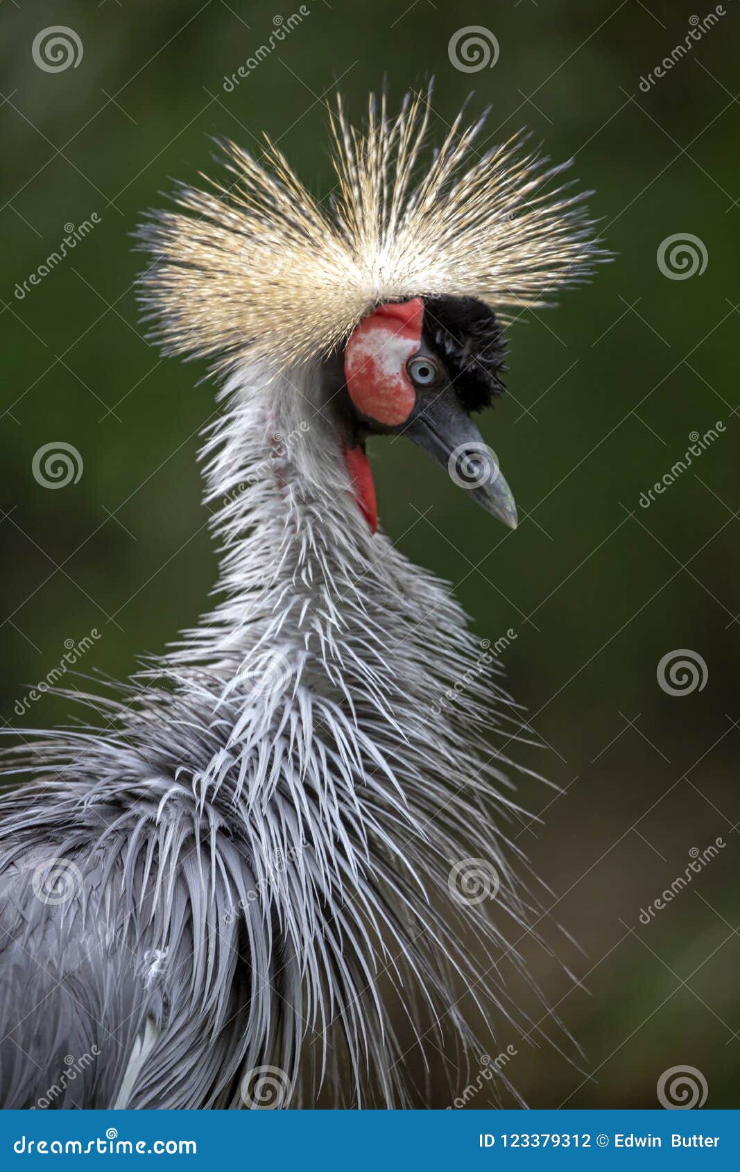 Grey crowned crane stock photo. Image of nature, beautiful - 123379312