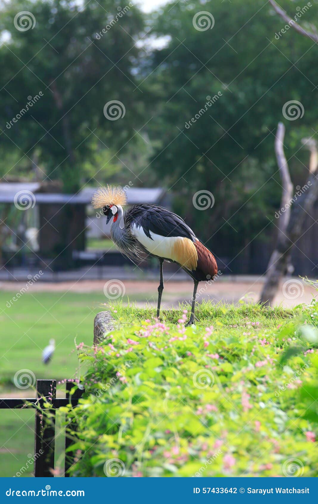 Grey crowned crane stock photo. Image of dancing, honking - 57433642
