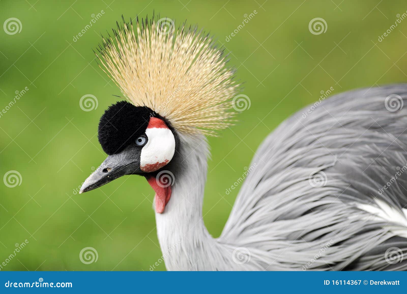 Grey Crowned Crane Head Image Stock Image - Image of large, feathers ...