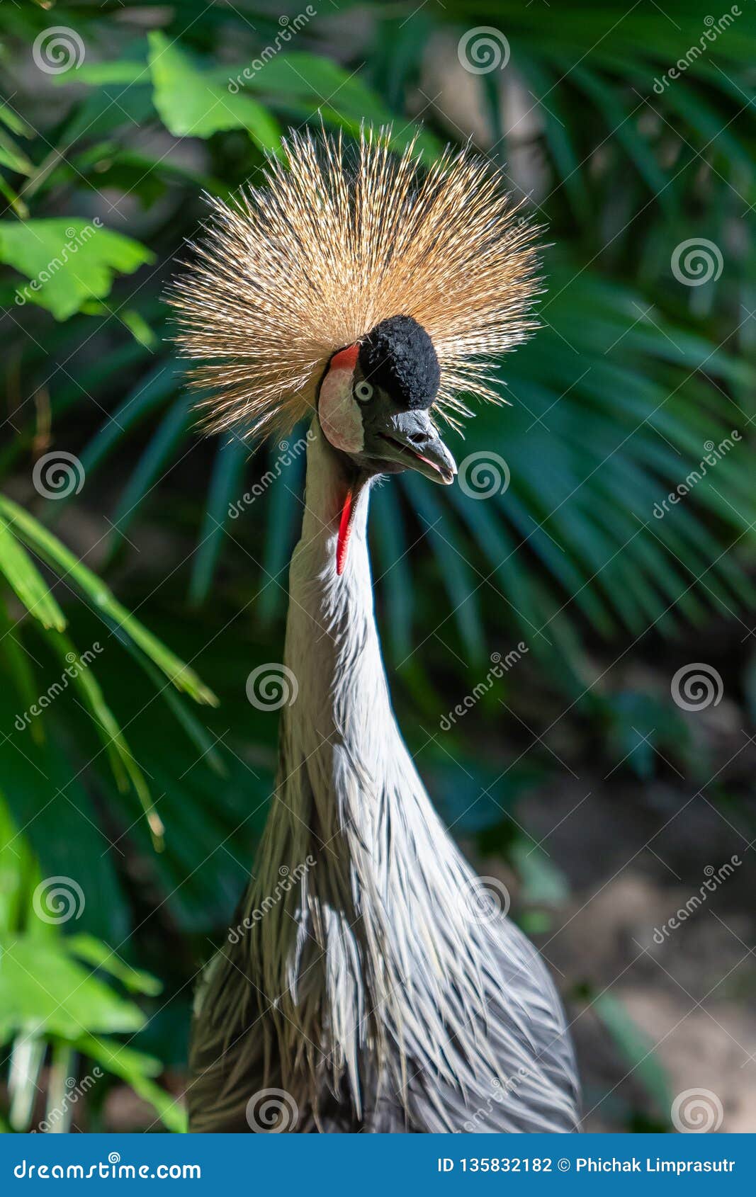 Grey Crowned Crane Head and Neck Shot Stock Photo - Image of extinction ...