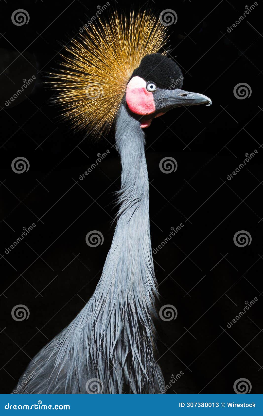 Grey Crowned Crane Isolated Against a Dark Black Backdrop Stock Image ...