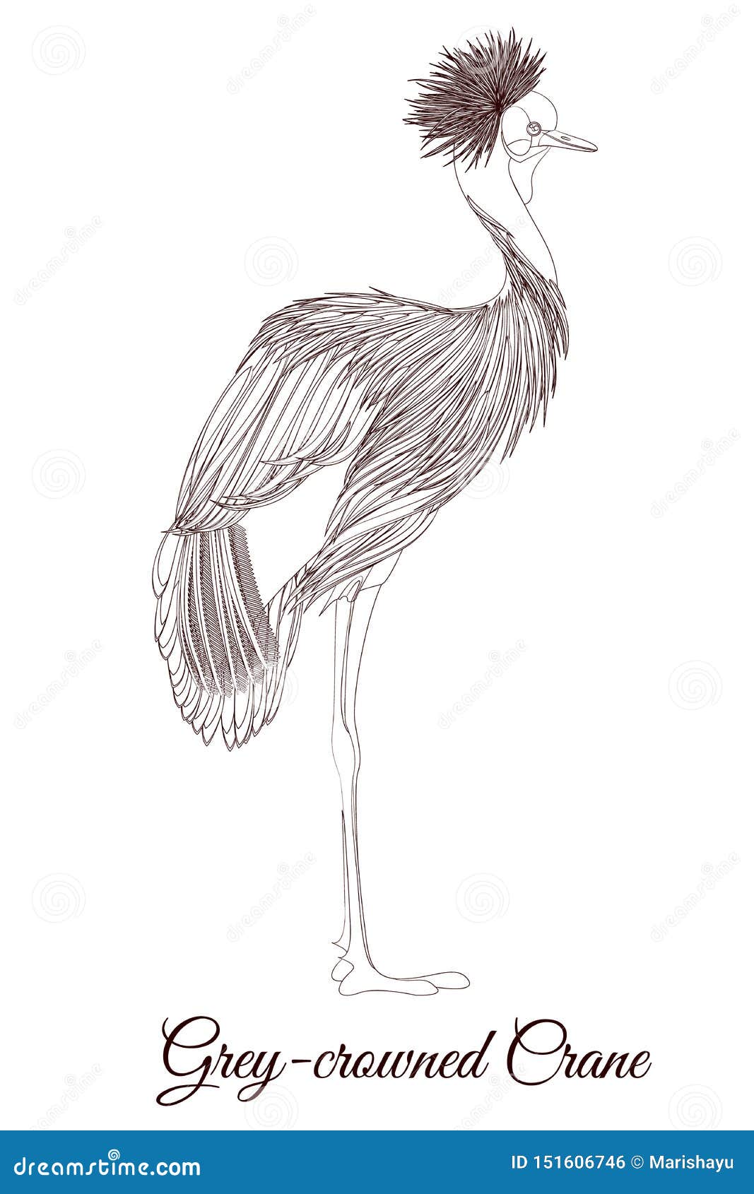 Grey Crowned Crane Outline. Vector Coloring Stock Illustration ...
