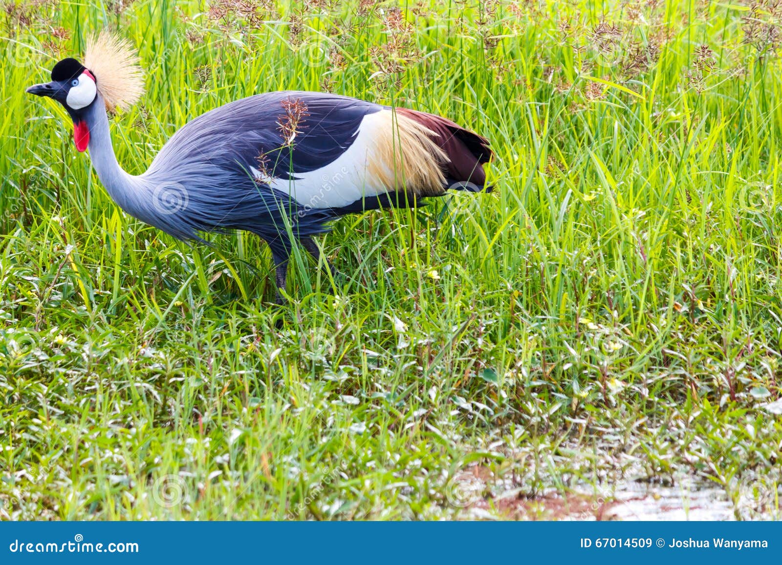 Grey-crowned crane stock image. Image of regulorum, remote - 67014509