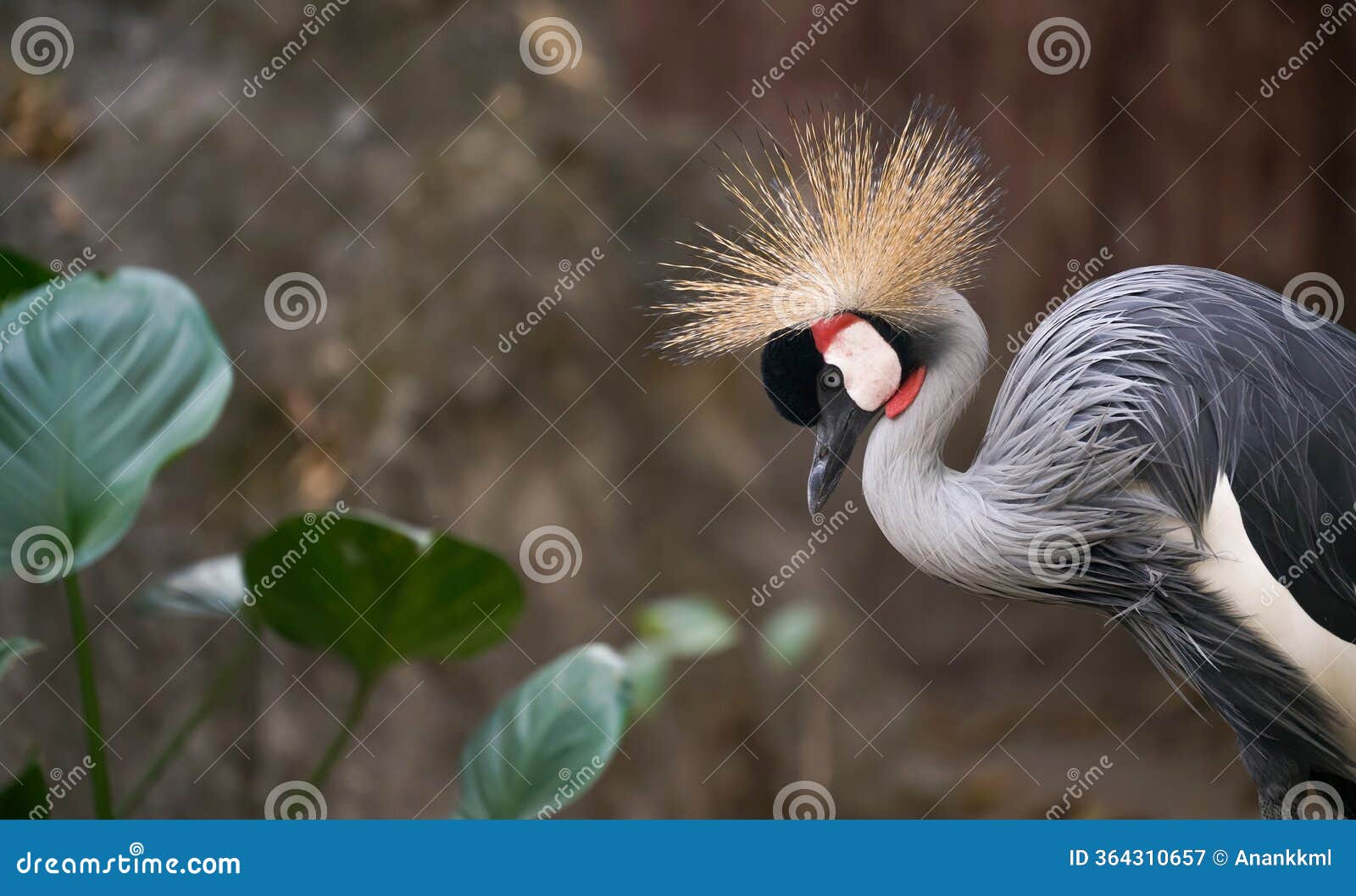The Grey Crowned Crane, Also Known As The African Crowned Crane Stock ...