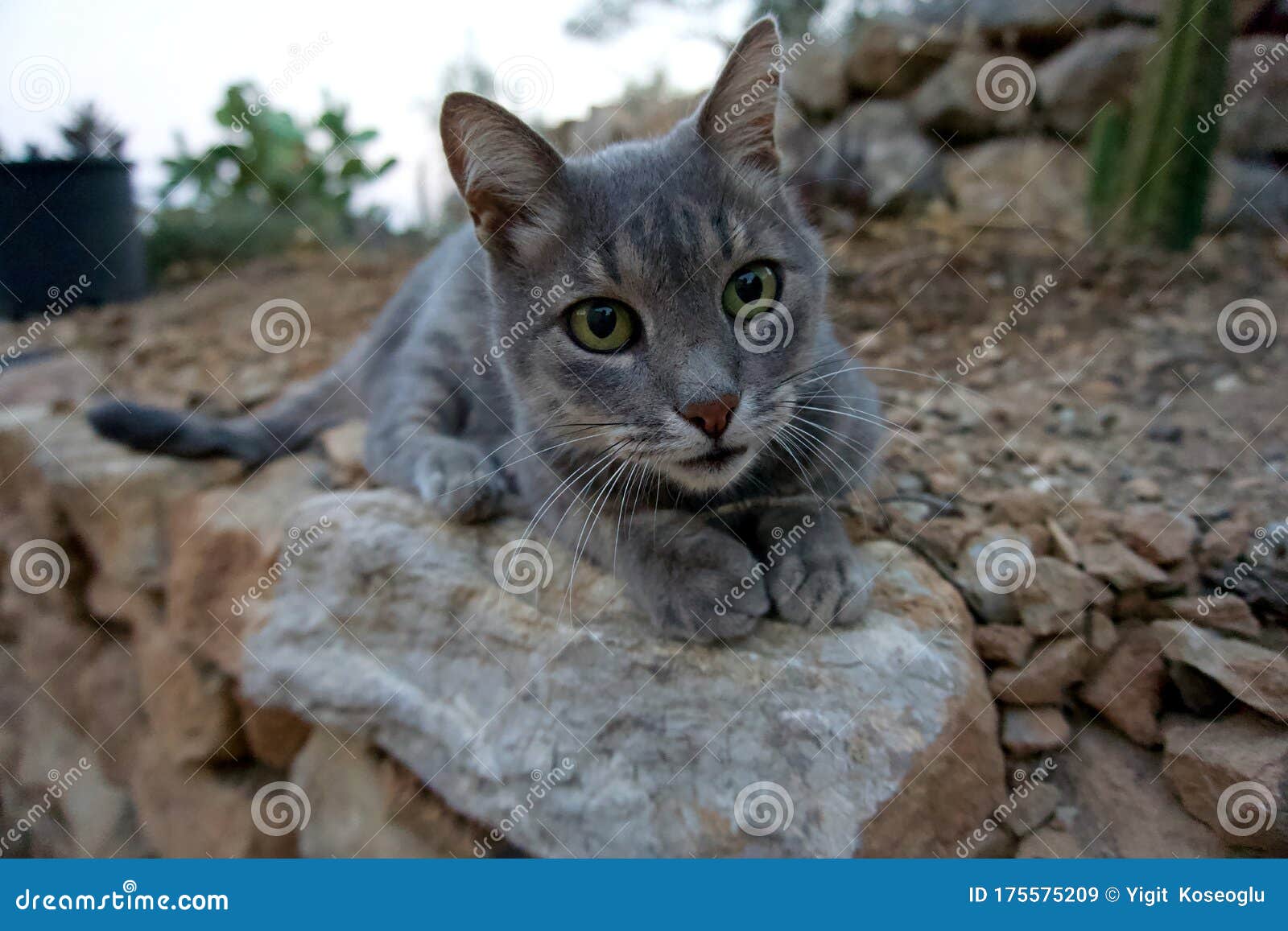 Grey Curious Cat Cautiously Approaching Stock Image - Image of green ...