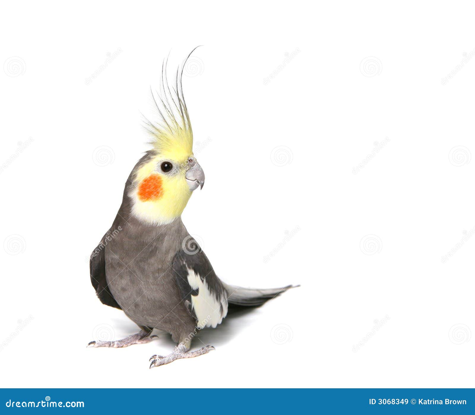 Grey Curious Cockatiel stock image. Image of tropical - 3068349