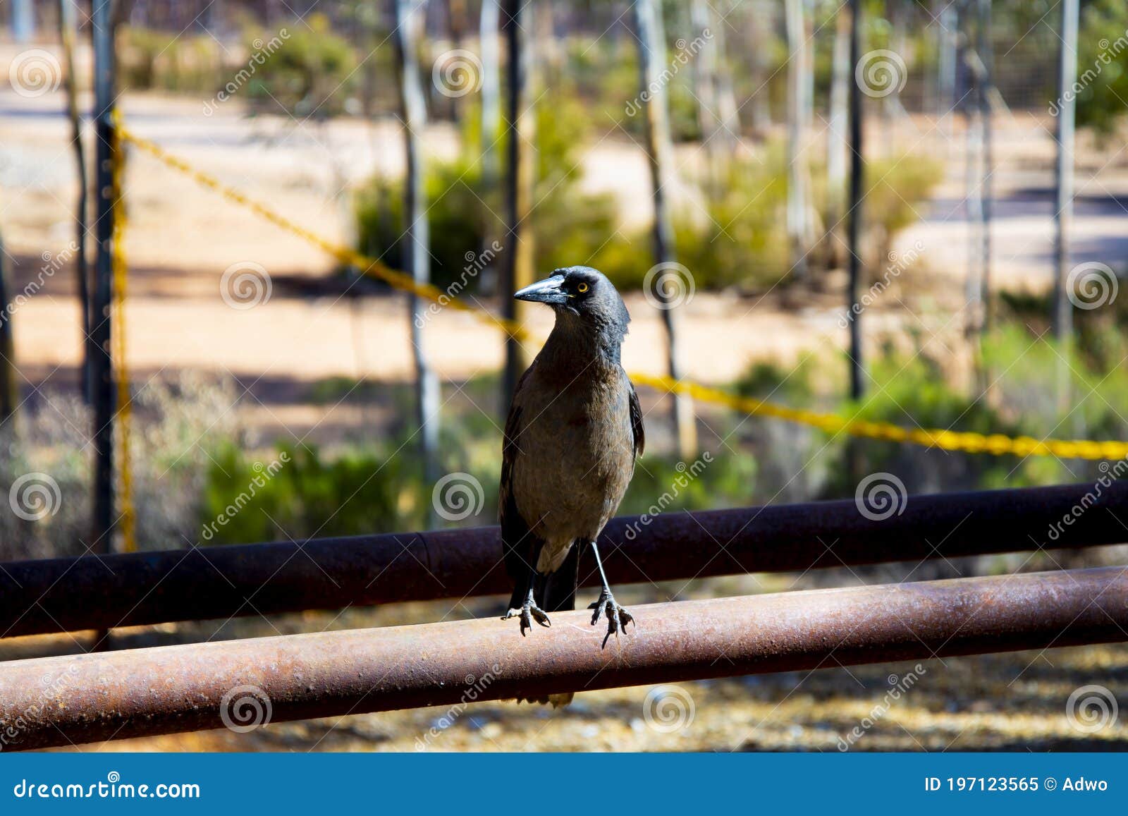 Grey Currawong stock image. Image of feather, beautiful - 197123565