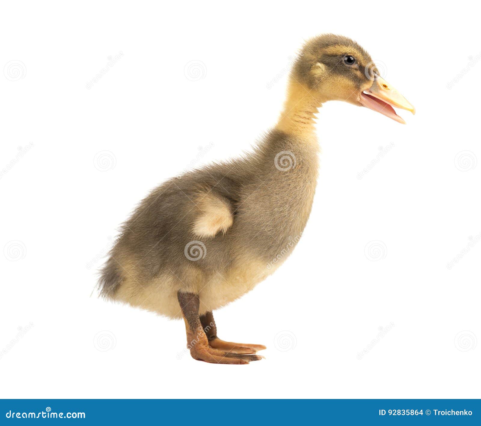 Grey Cute Duckling Isolated on White Background Stock Photo - Image of ...