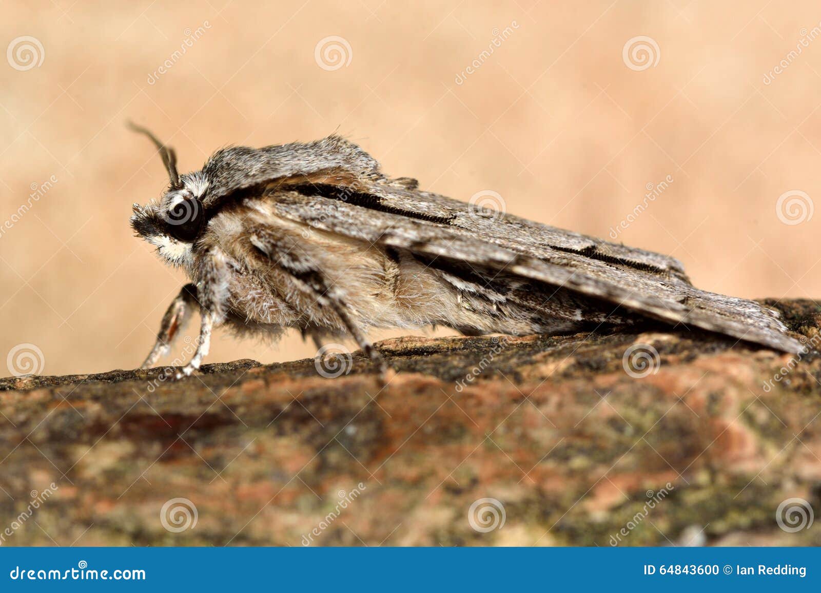 Grey Dagger (Actronicta Psi) Moth Stock Photo - Image of british ...