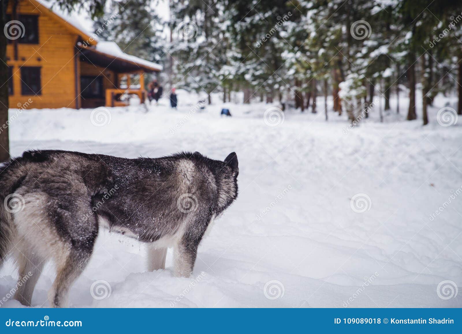 Grey Dangerous Wolf with Big White Teeth Stock Photo - Image of mexican ...