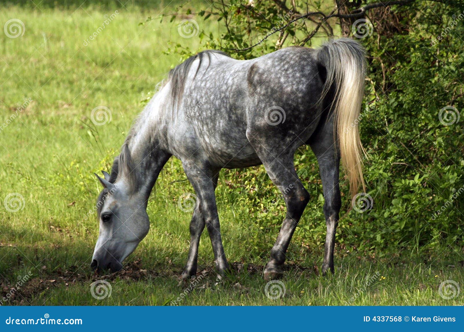 Grey dapple mare stock photo. Image of grass, summer, equine - 4337568