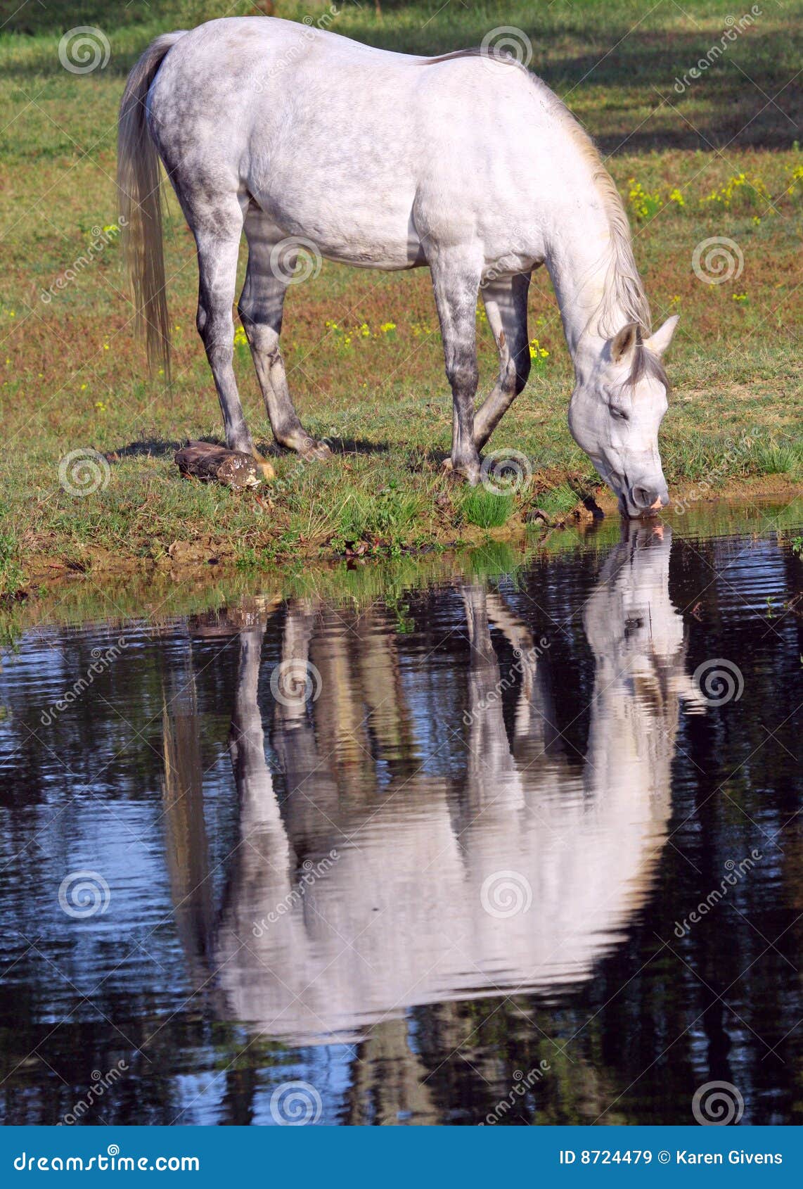 Grey dapple mare stock image. Image of pasture, field - 8724479