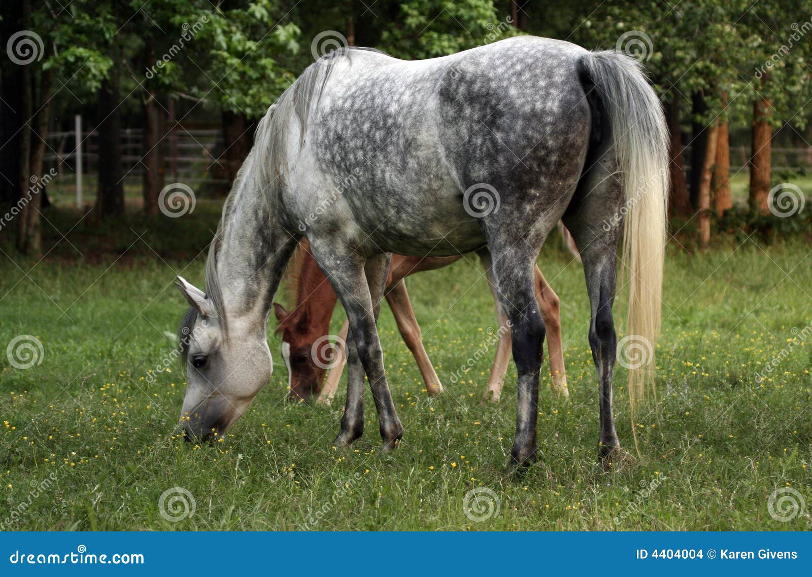 Grey dapple mare with foal stock photo. Image of mare - 4404004