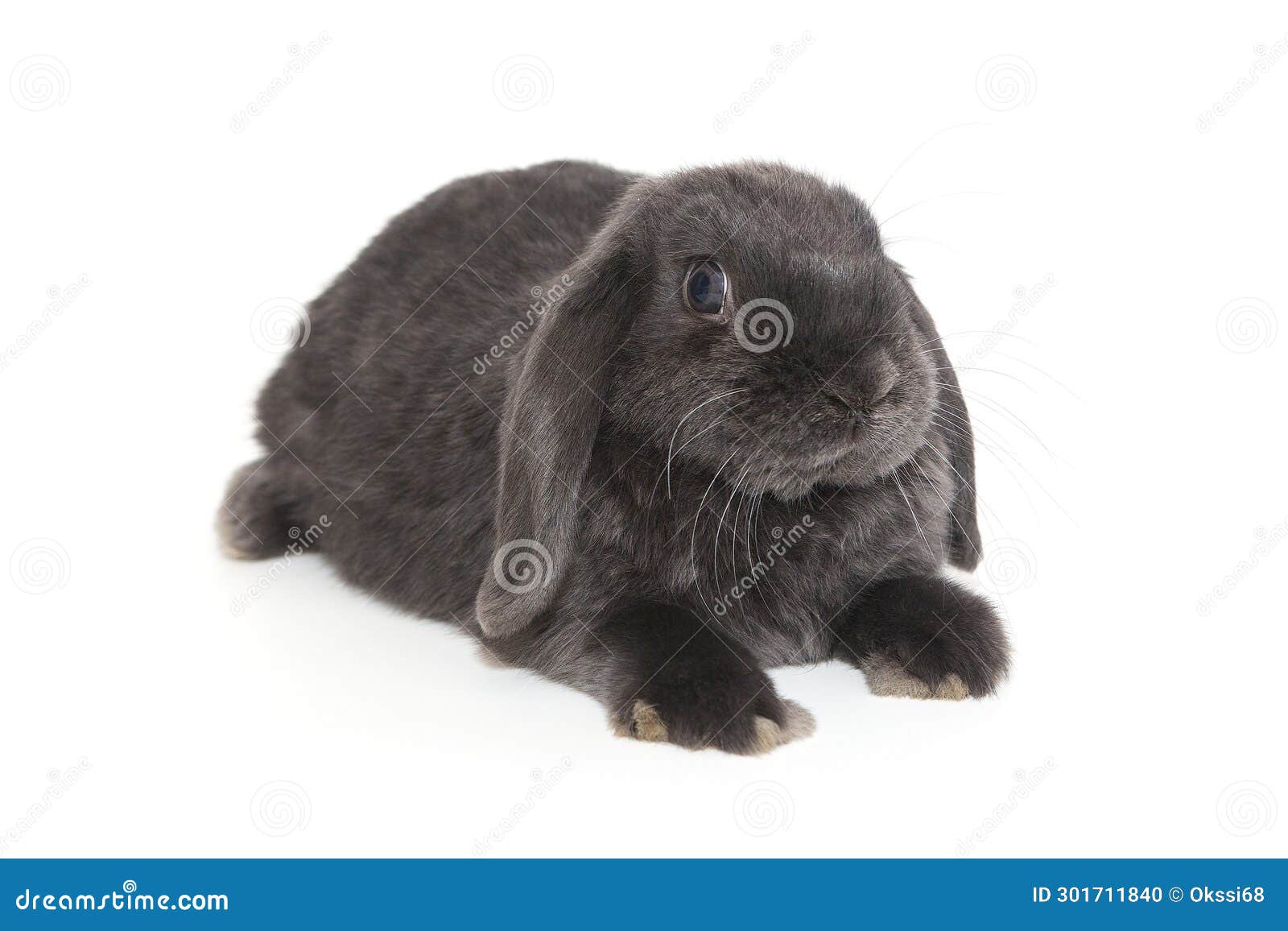 Grey Decorative Fold Rabbit Stock Photo - Image of soft, white: 301711840