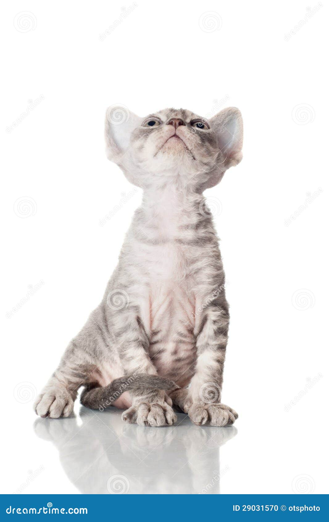 Grey Devon Rex Kitten Looking Up Stock Photo - Image of devon, funny ...