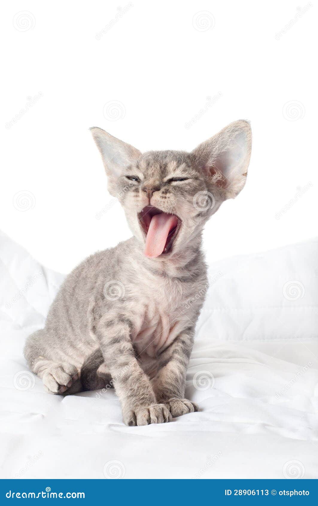 Grey Devon Rex Kitten Yawning Stock Image - Image of pretty, feline ...