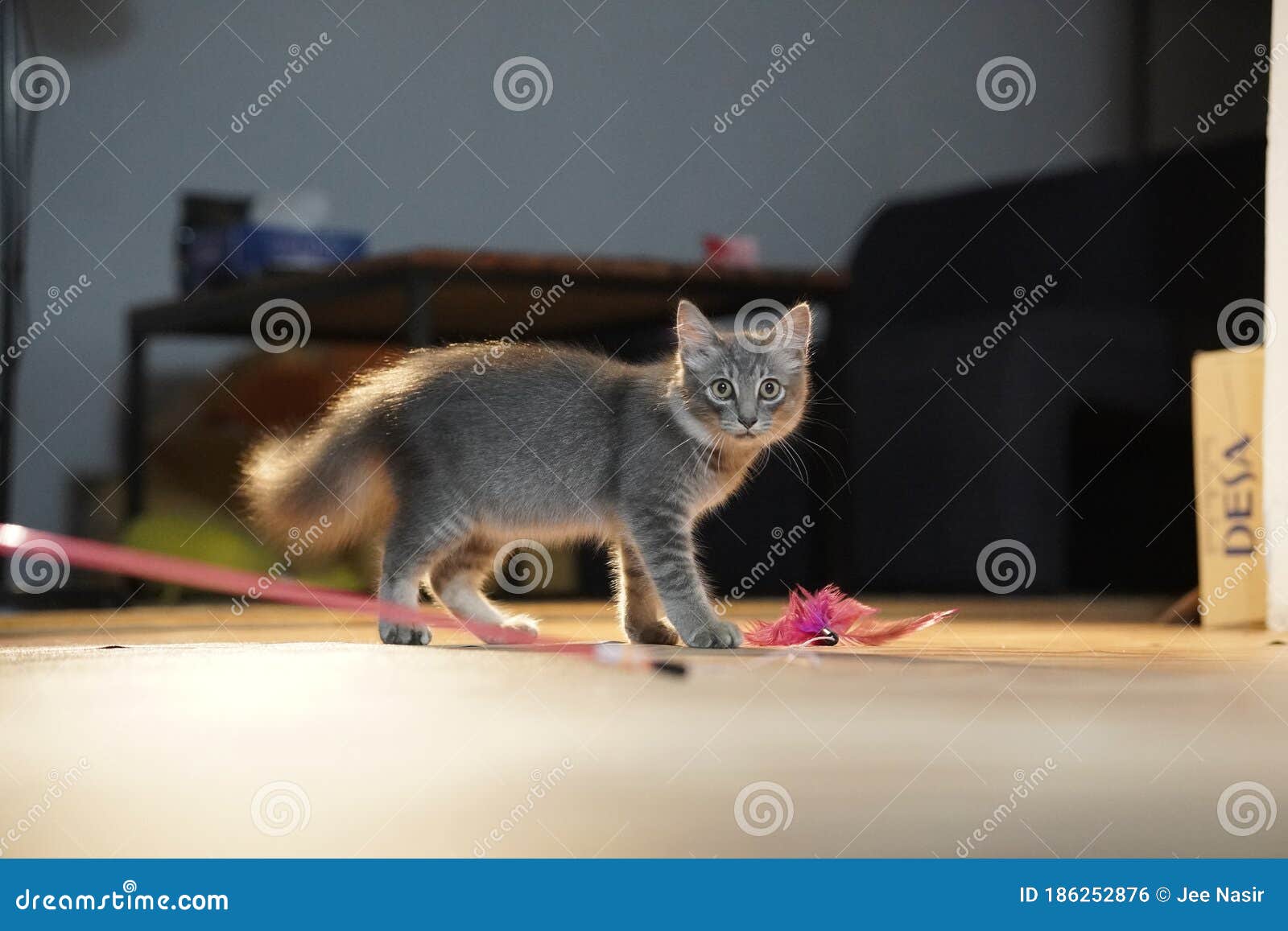 Grey DLH Kitten stock photo. Image of carnivore, nose - 186252876