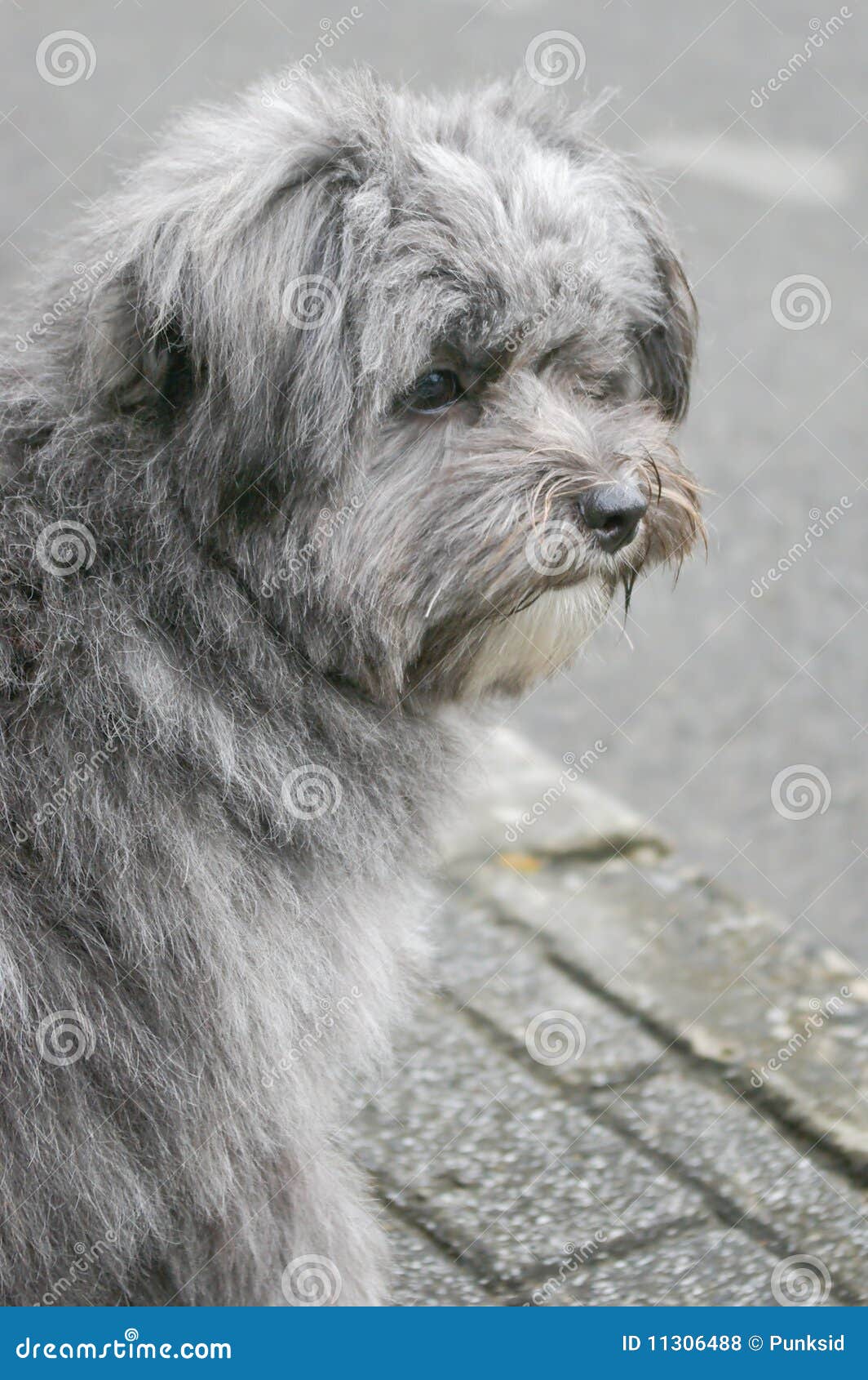 Grey dog stock photo. Image of furry, grey, animal, gray - 11306488