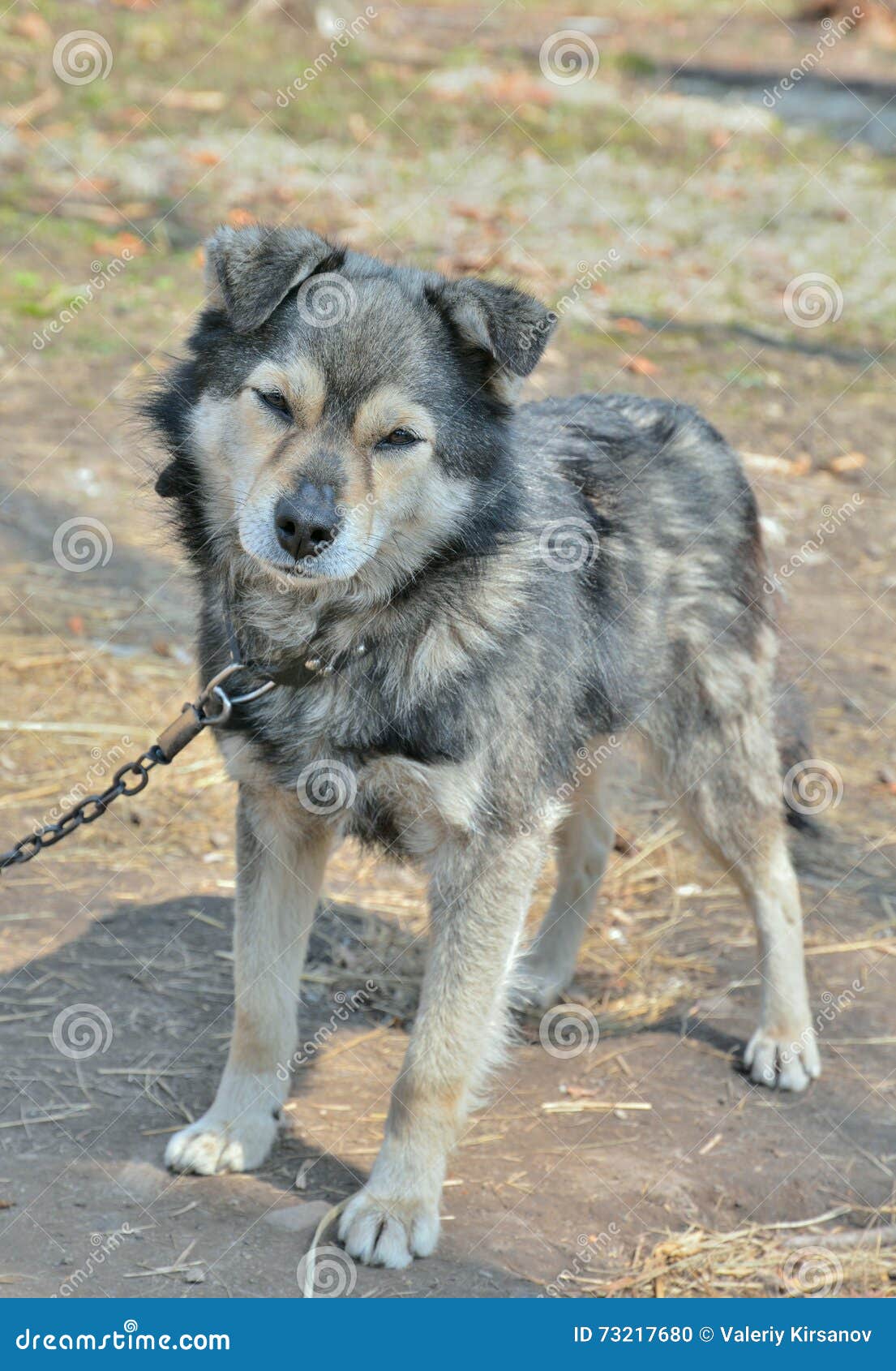 Grey dog 6 stock photo. Image of doggy, leash, outdoors - 73217680