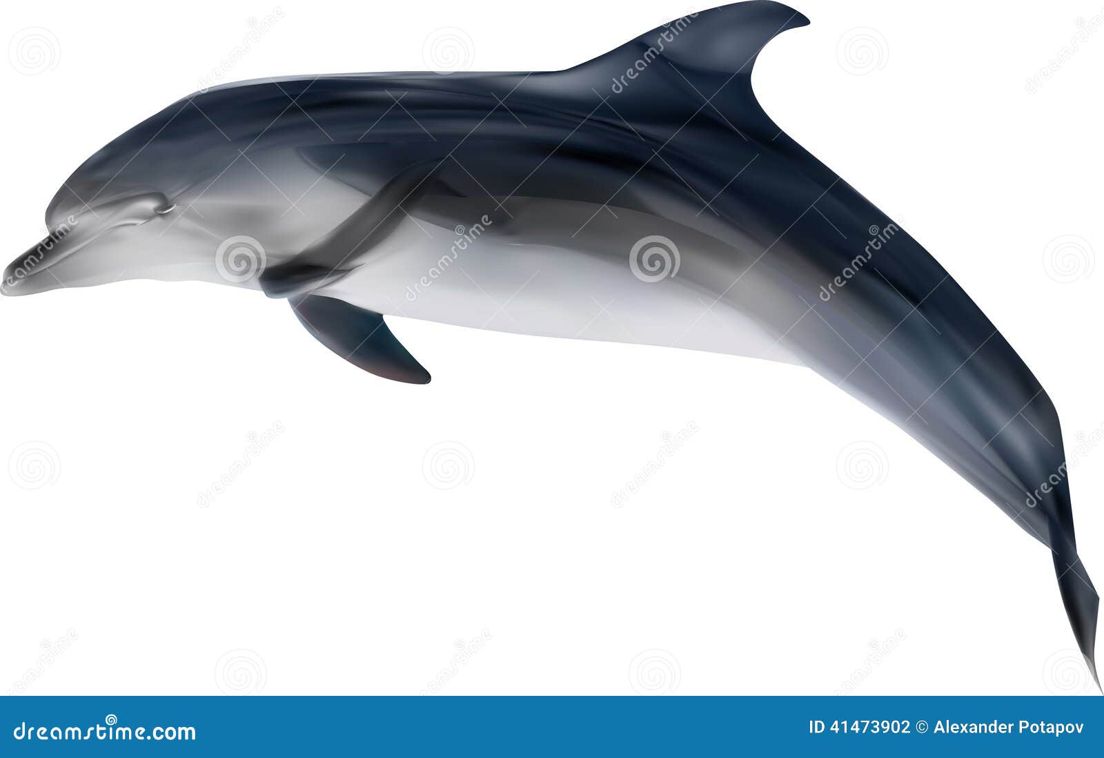 Grey Dolphin White Stock Illustrations – 253 Grey Dolphin White Stock ...