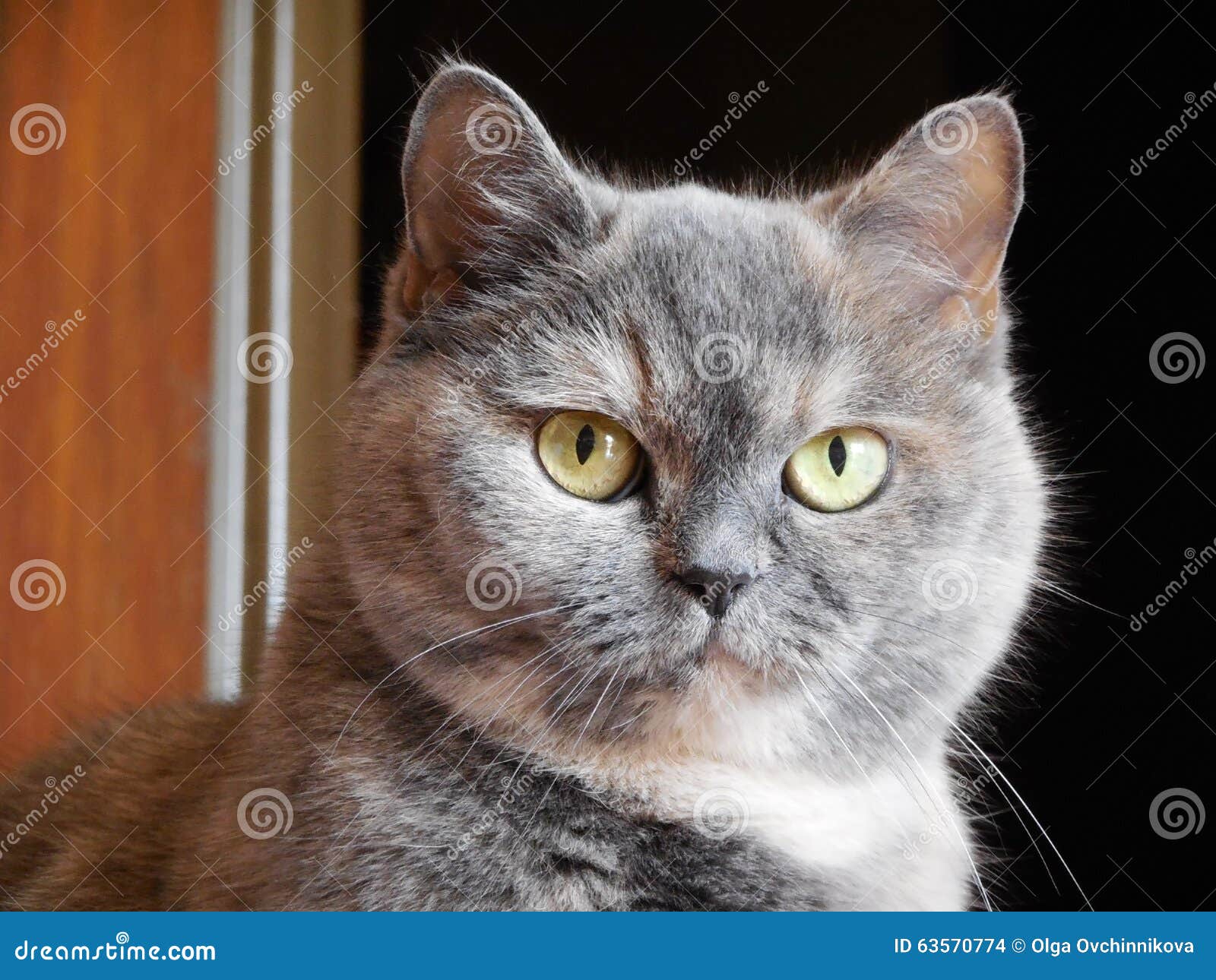 Grey Domestic Cat Looking Right Stock Photo - Image of look, months ...