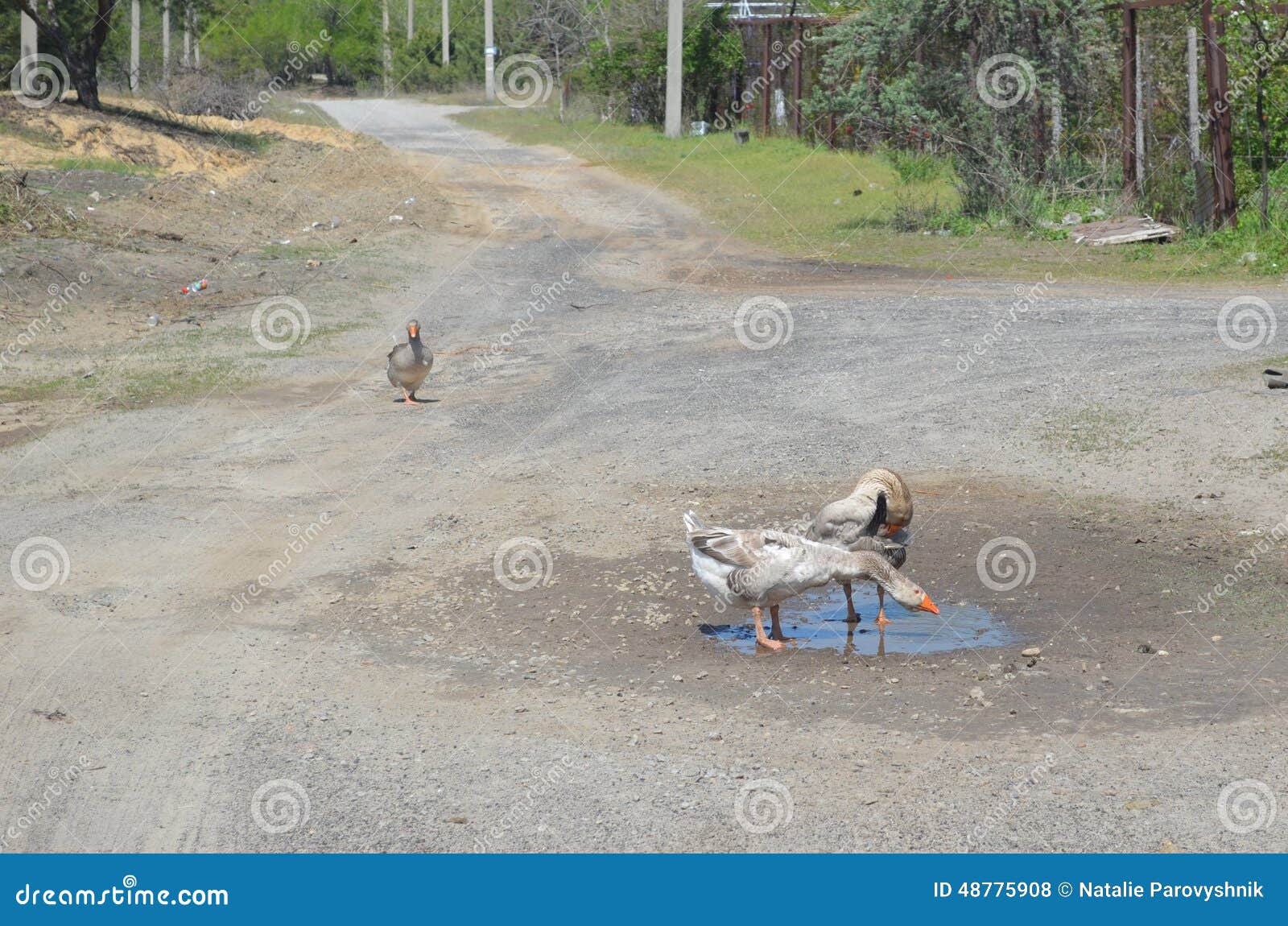 Grey Domestic Geese in the Puddle Stock Photo - Image of poultry ...