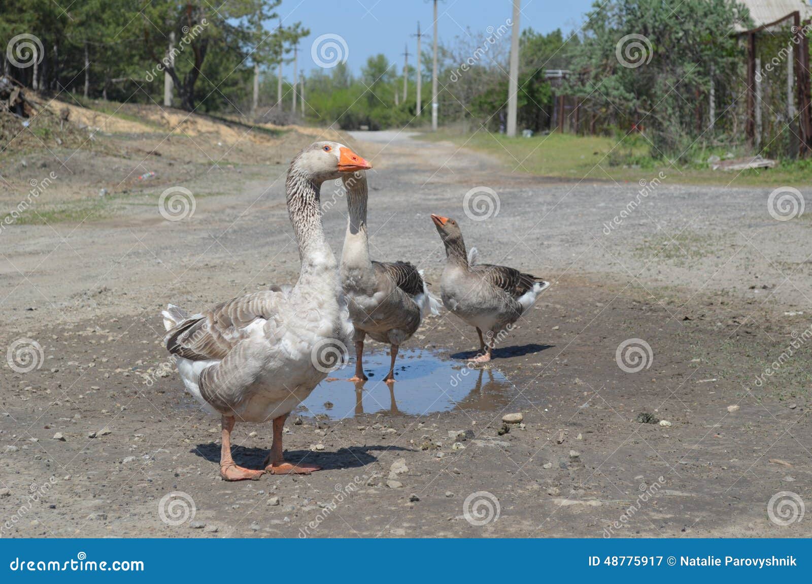 Grey Domestic Geese in the Puddle Stock Image - Image of lonesome ...