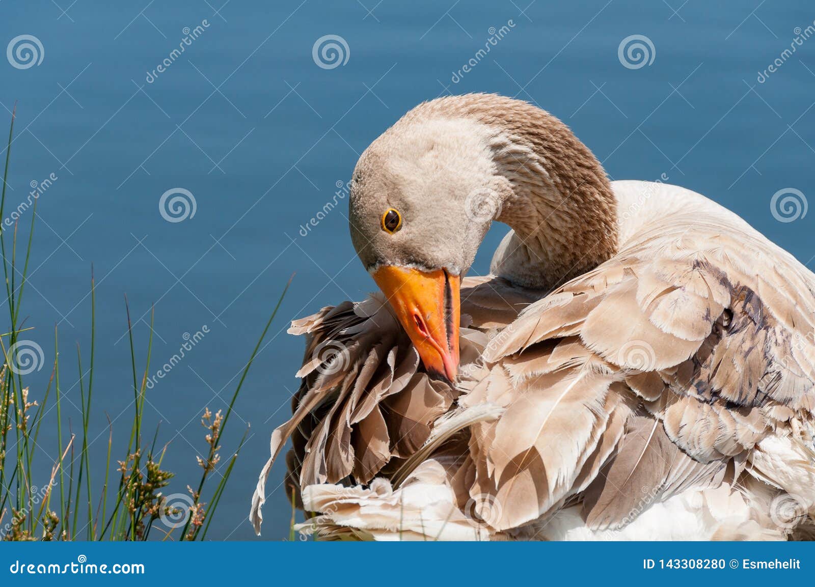Grey Domestic Goose Cleaning Its Feathers, Grooming Stock Photo - Image ...