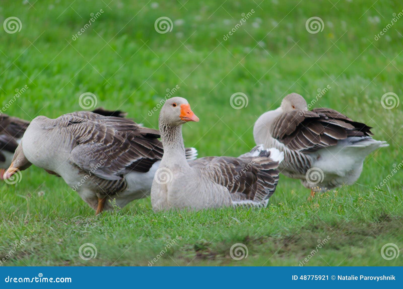 Grey domestic goose stock image. Image of fauna, feather - 48775921