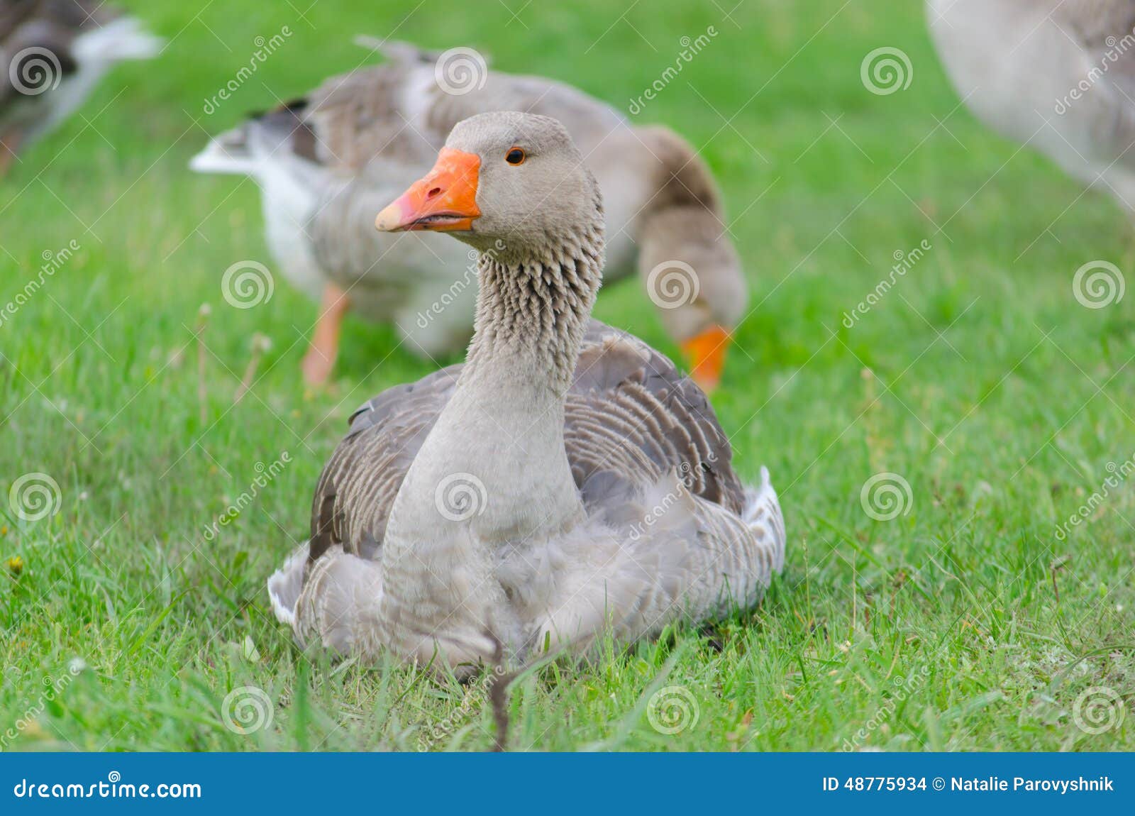 Grey domestic goose stock photo. Image of fauna, fowl - 48775934