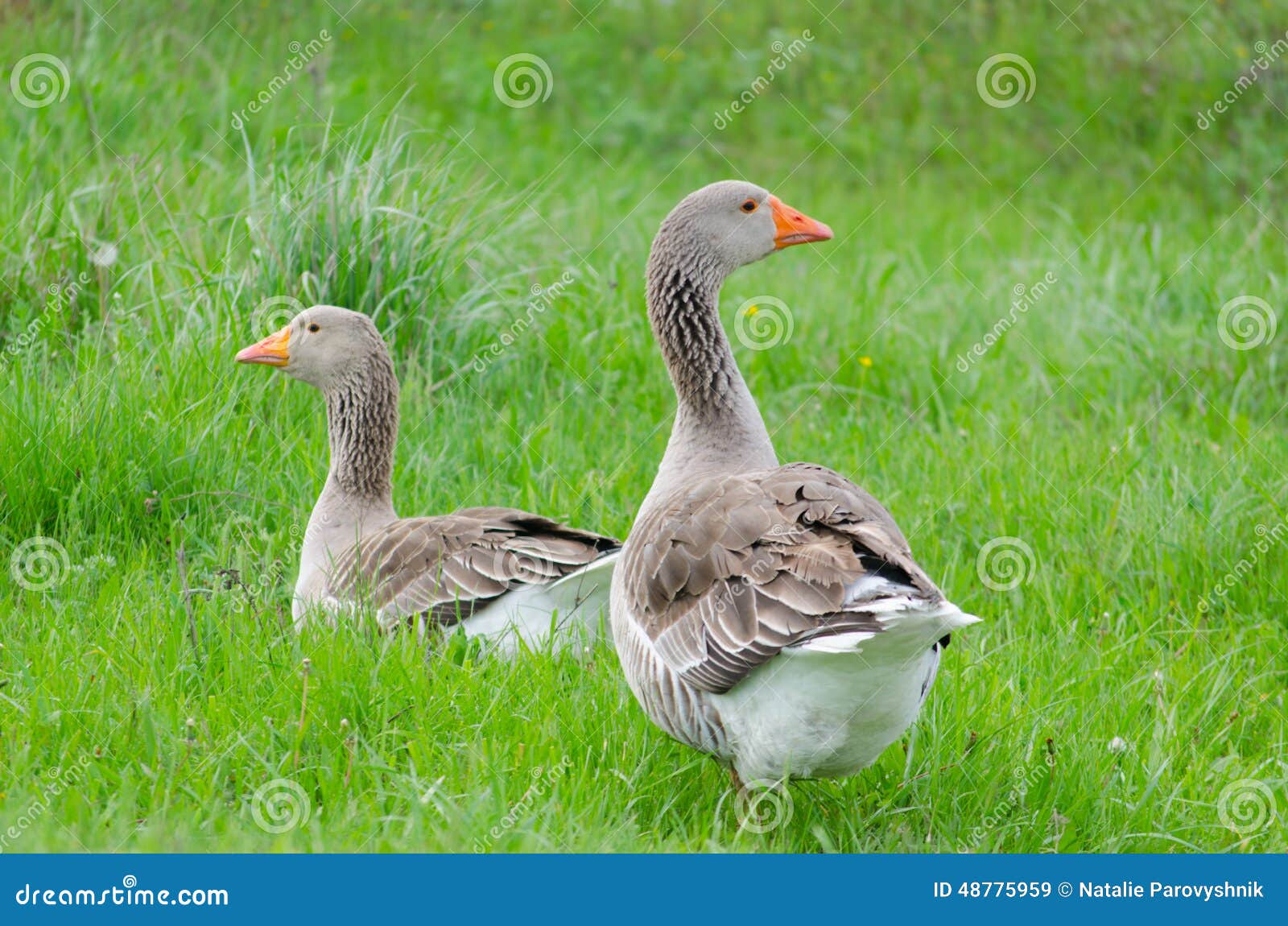 Grey domestic goose stock image. Image of domestic, green - 48775959