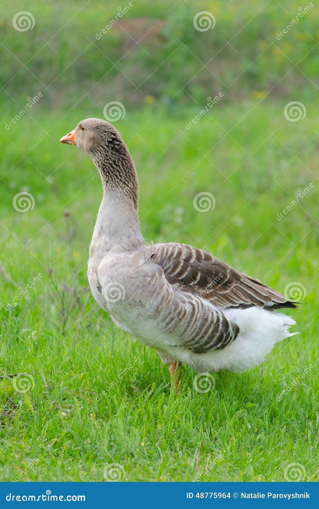 Grey domestic goose stock photo. Image of poultry, green - 48775964