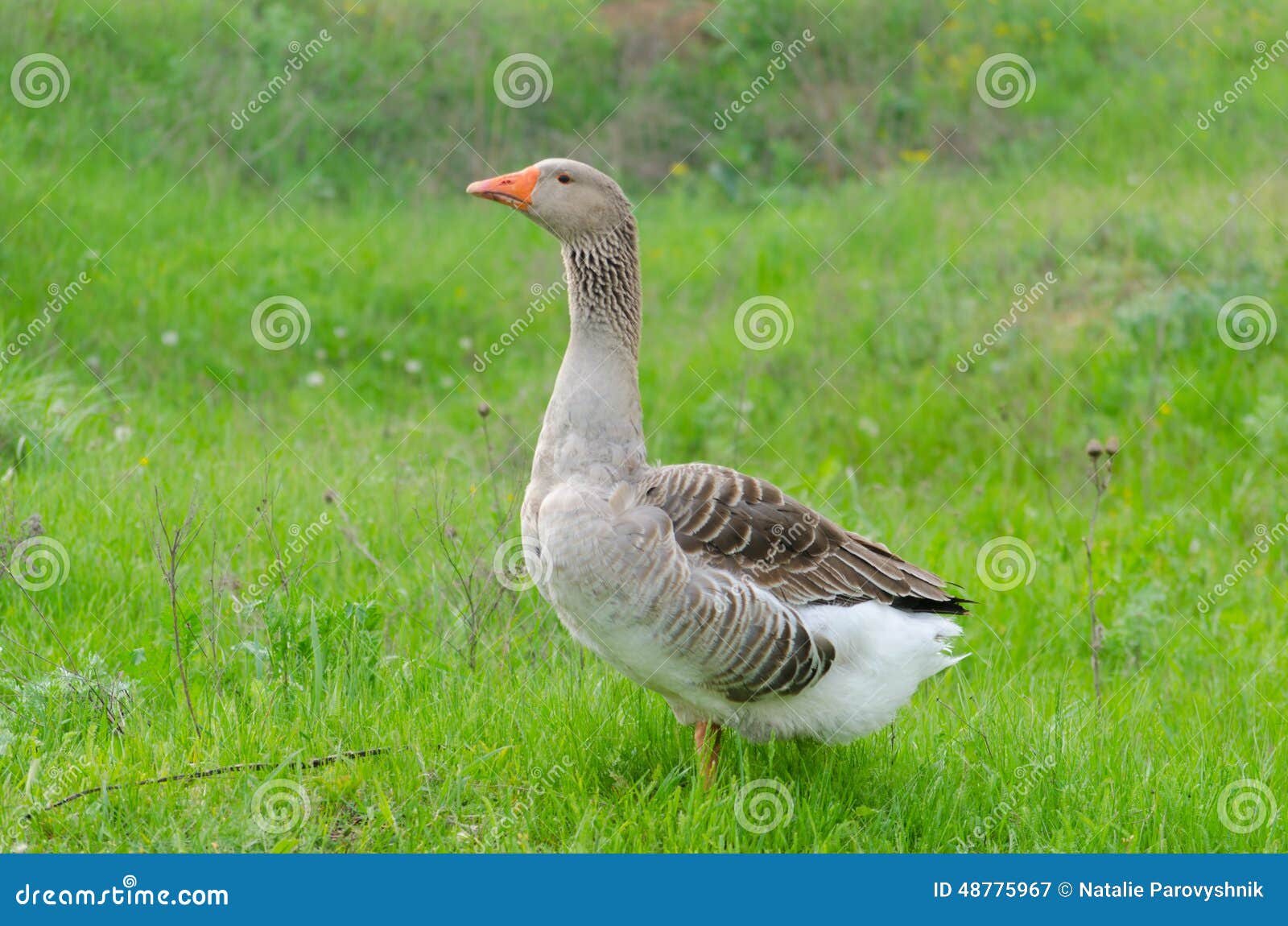 Grey domestic goose stock image. Image of domestic, lonesome - 48775967
