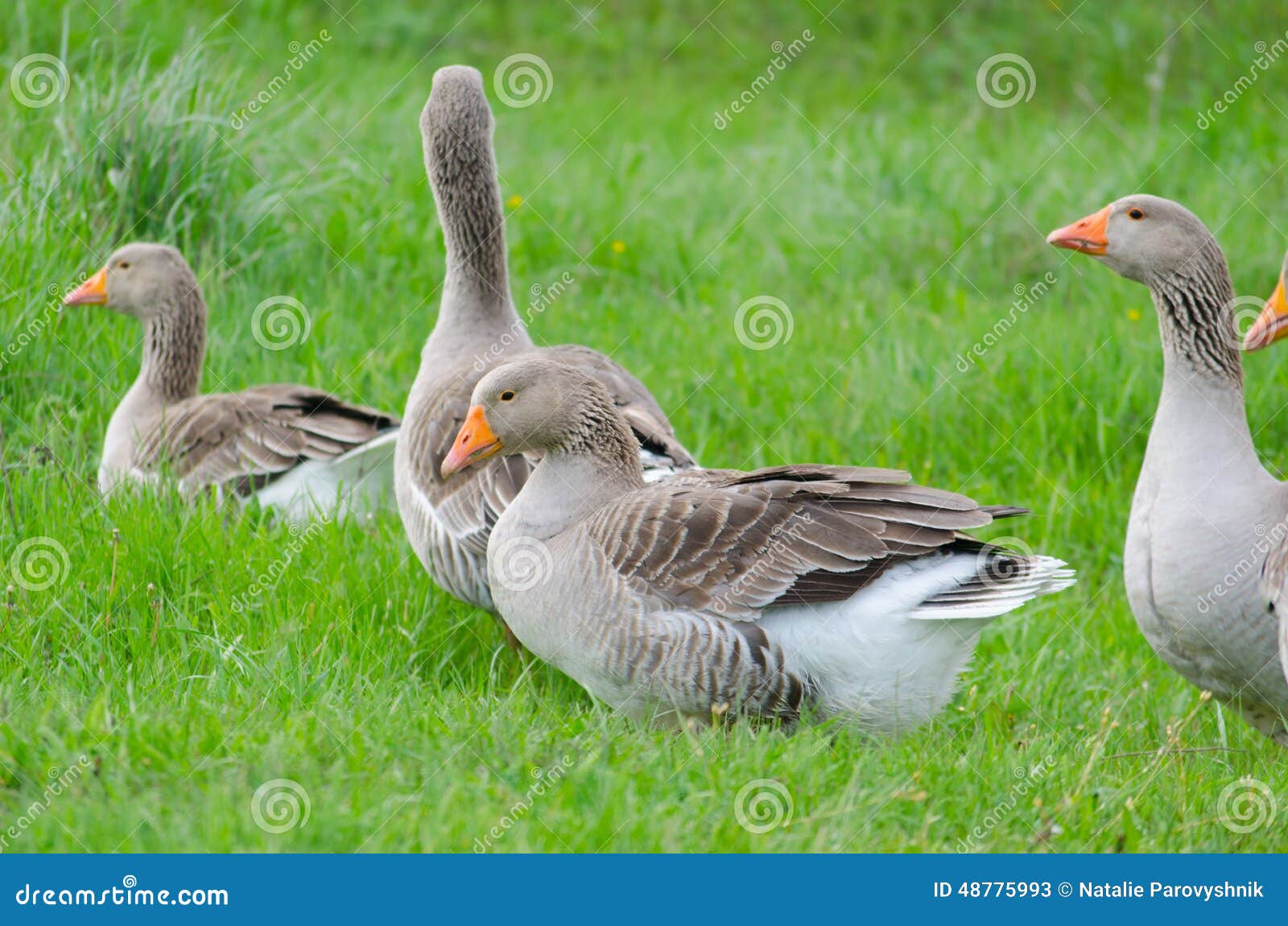 Grey domestic goose stock image. Image of fowl, nature - 48775993