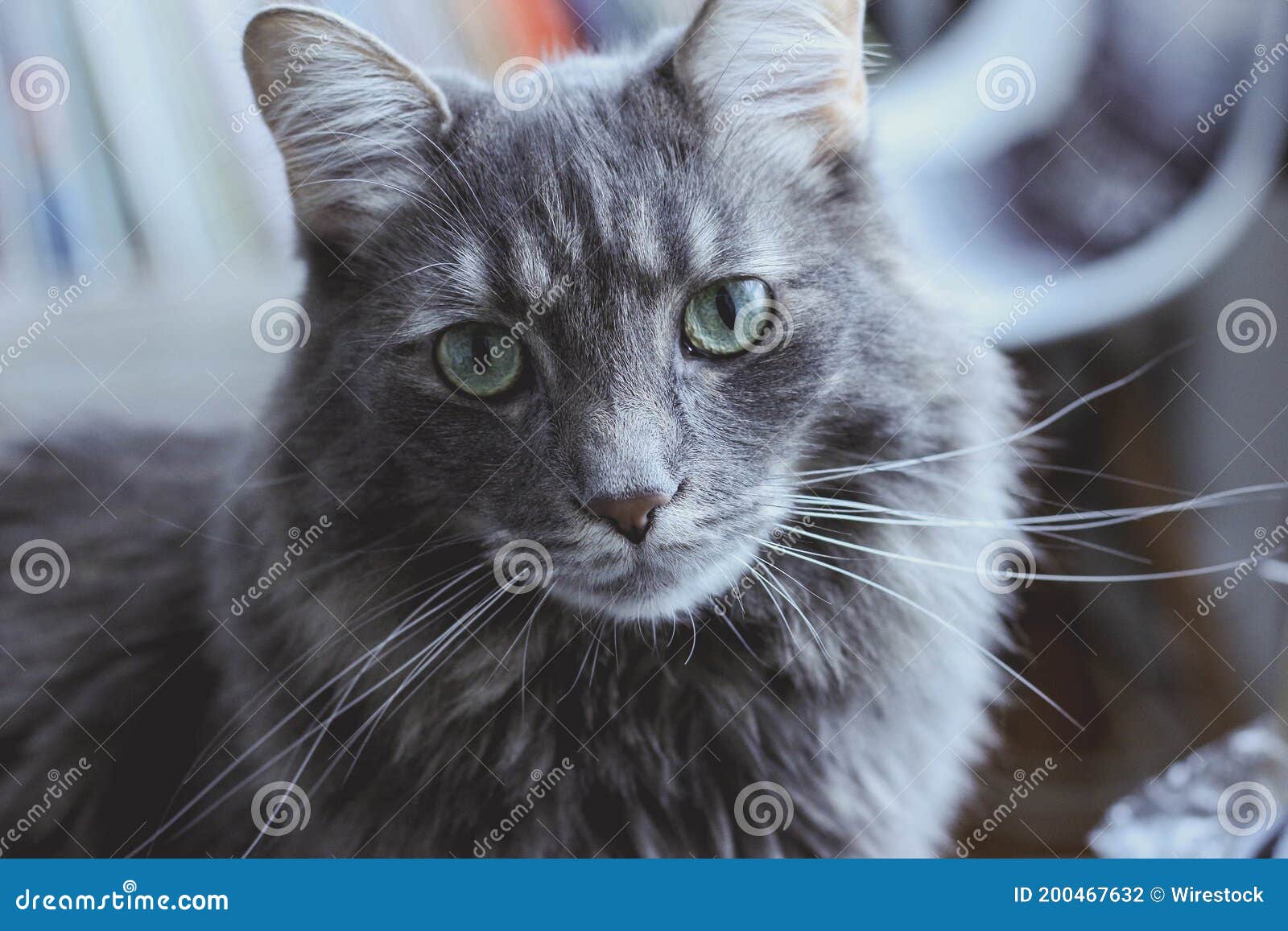 Domestic Grey House Cat stock photo. Image of domesticcat - 200467632