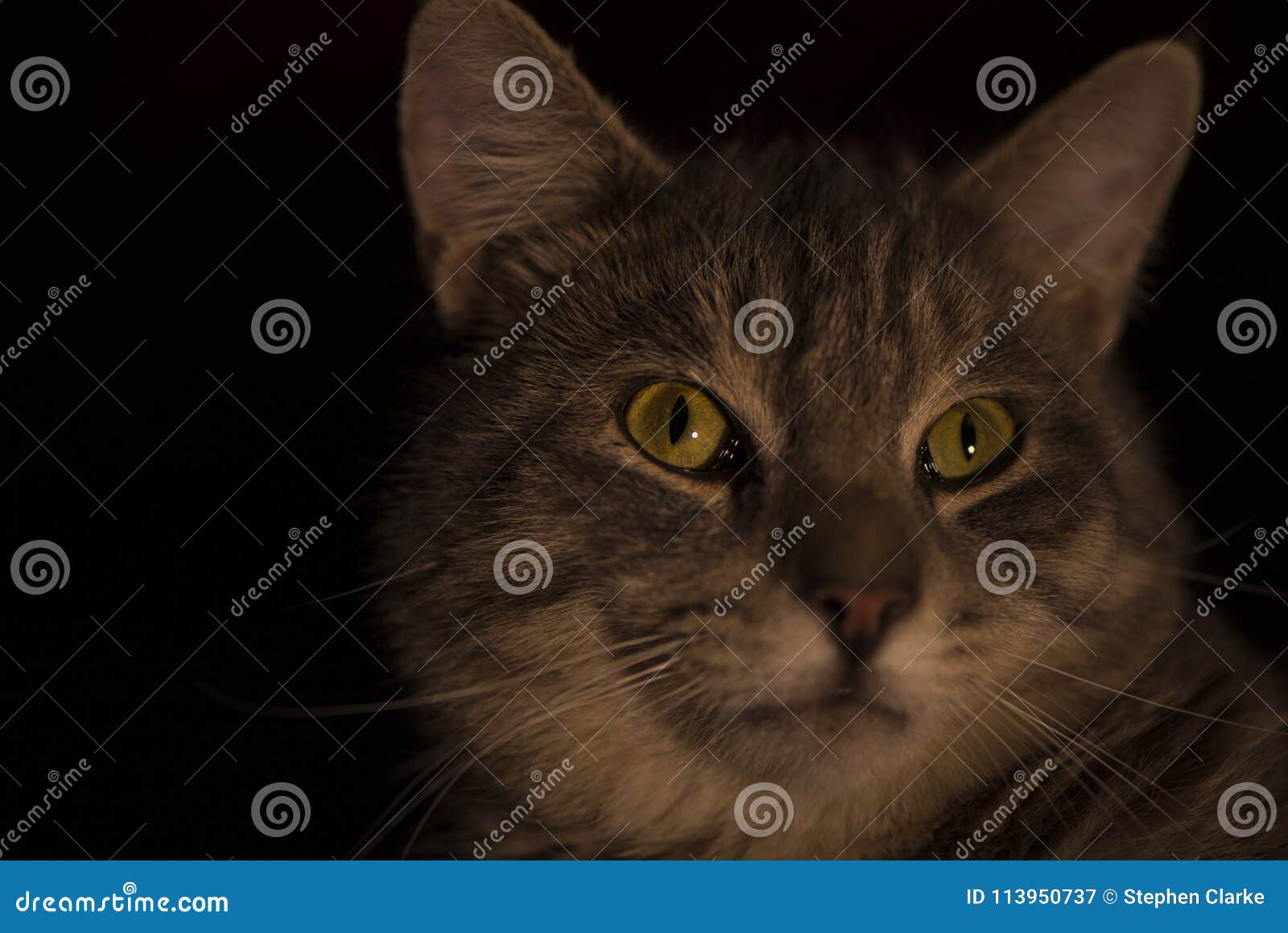 Grey Tabby Cat Profile Resting Low Key Stock Image - Image of gray ...
