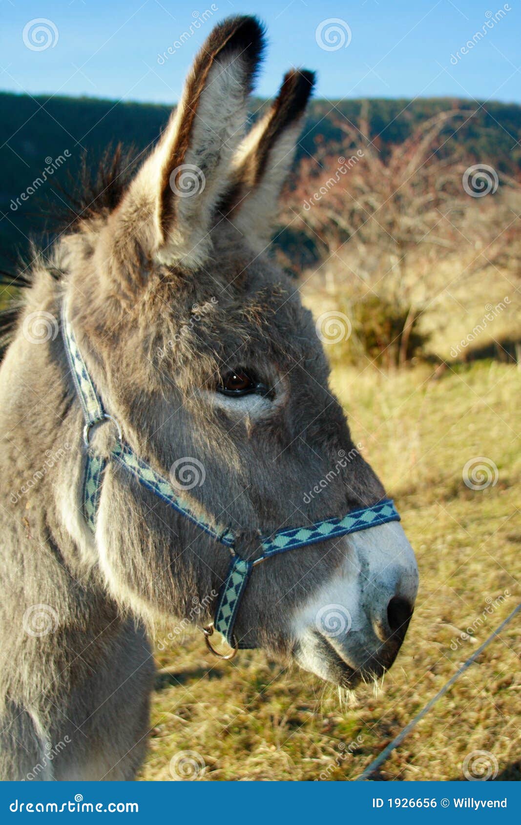 Grey donkey stock photo. Image of grey, nature, mule, animal - 1926656