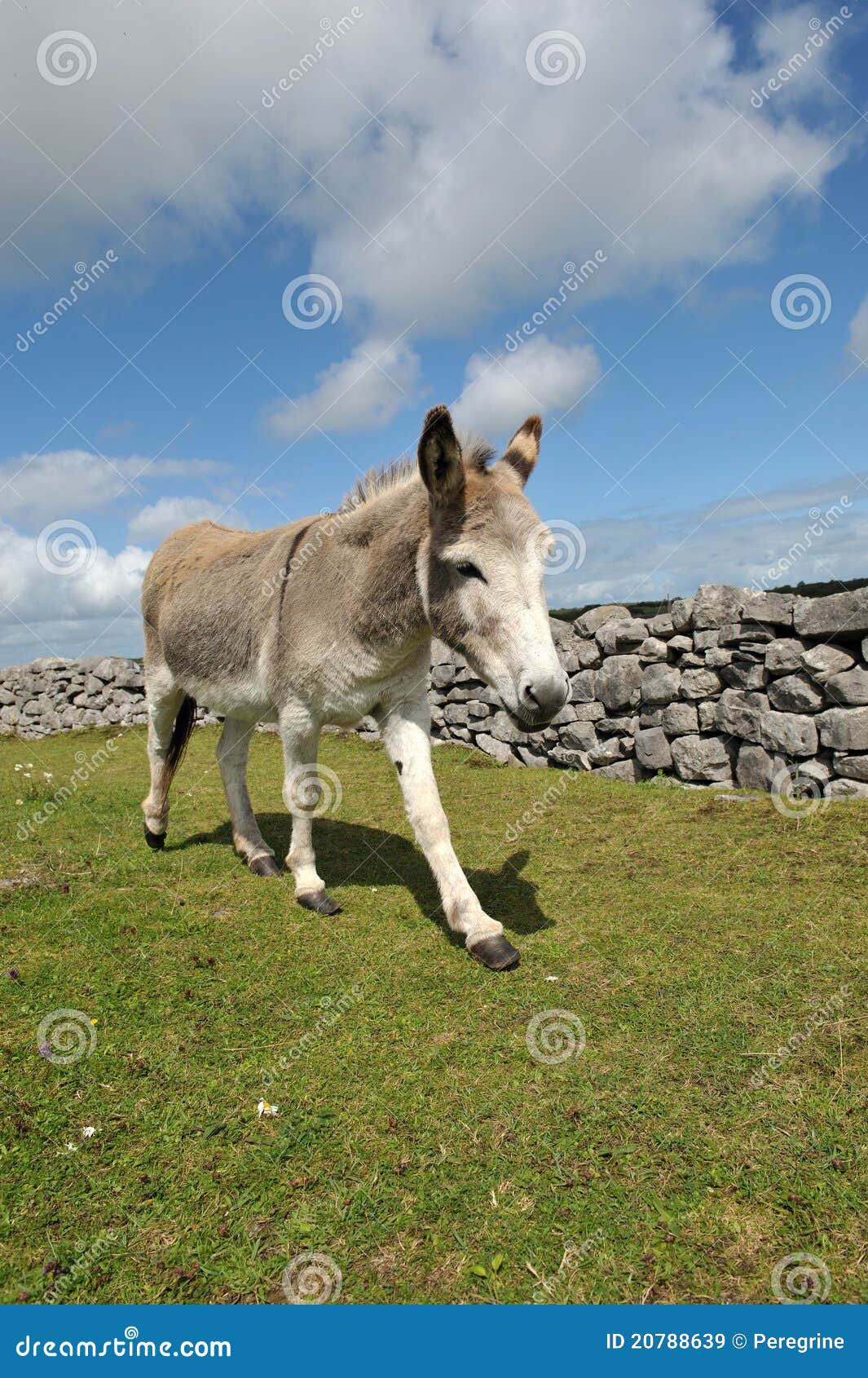 Grey donkey stock image. Image of horizontal, muzzle - 20788639