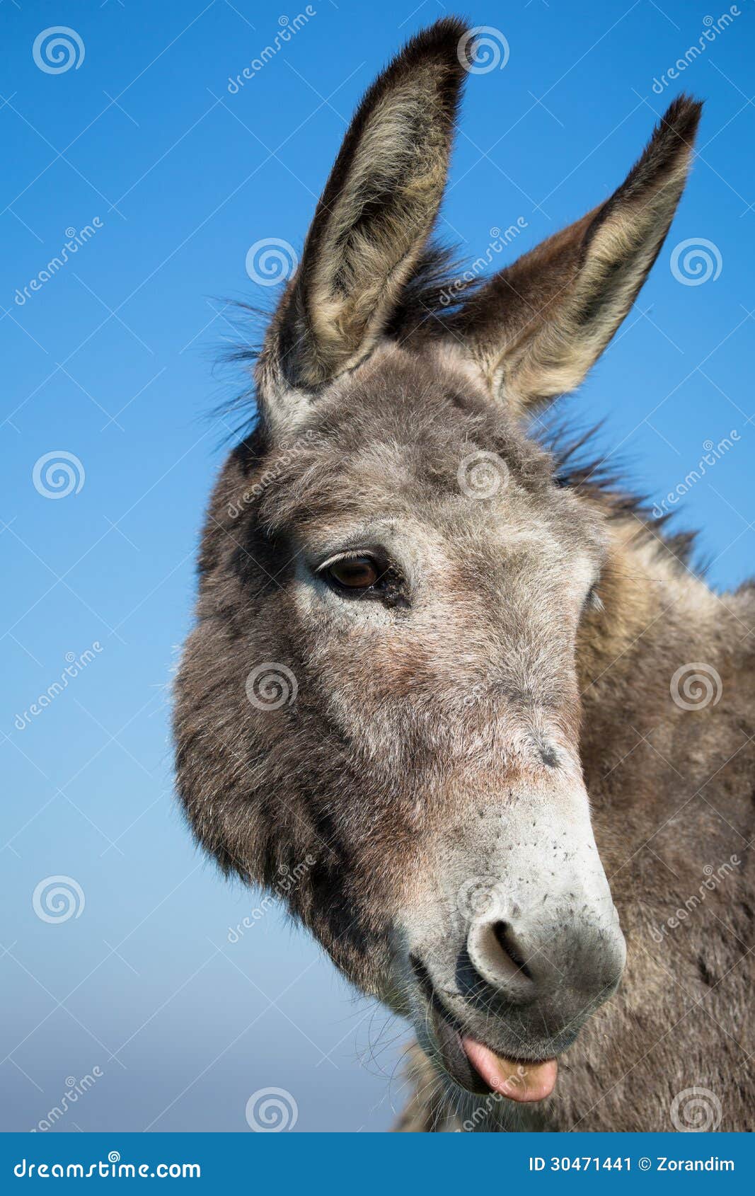 Grey donkey with blue sky stock image. Image of ears - 30471441