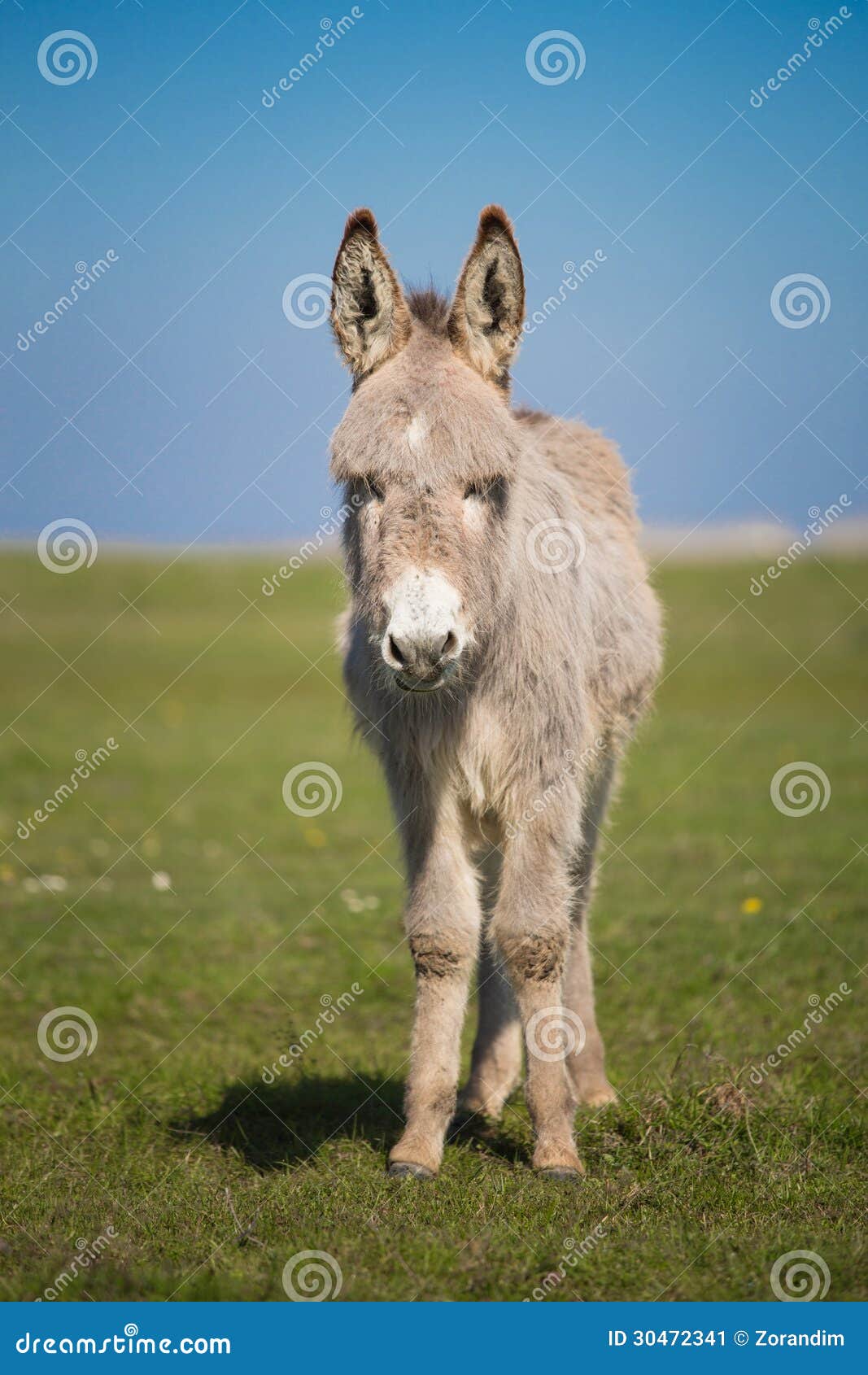 Grey donkey with blue sky stock image. Image of pasture - 30472341