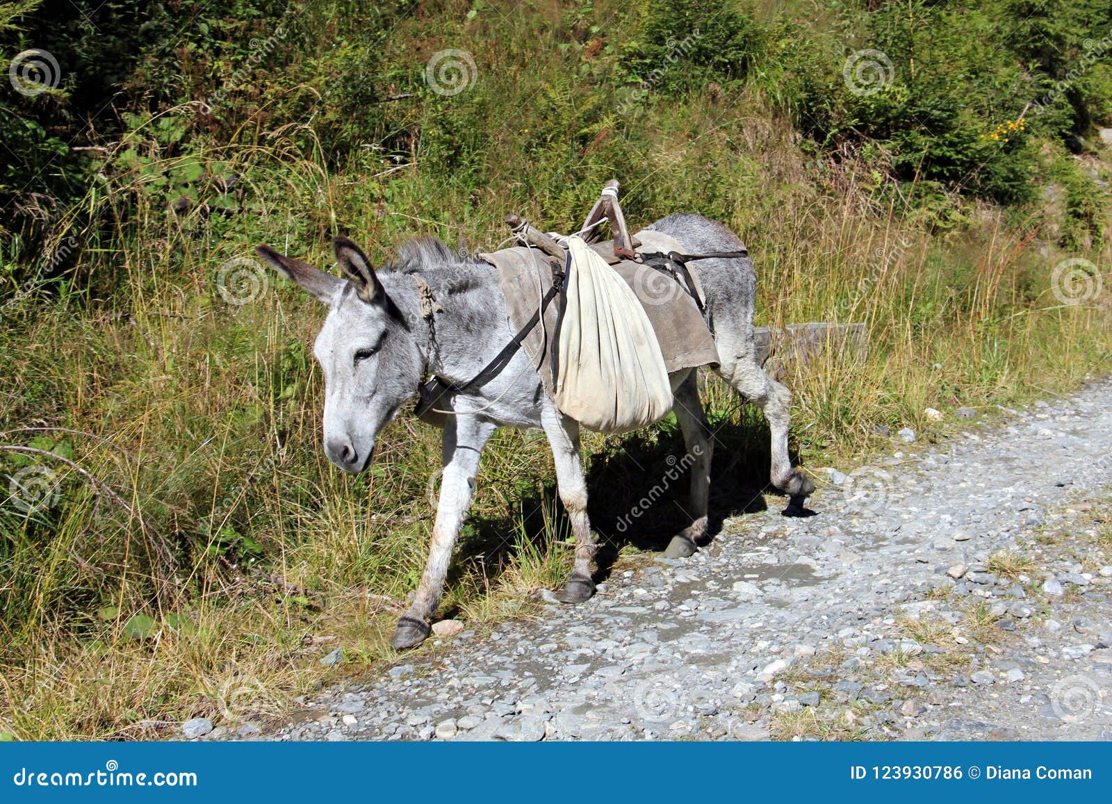 Grey donkey carrying a bag stock photo. Image of horn - 123930786