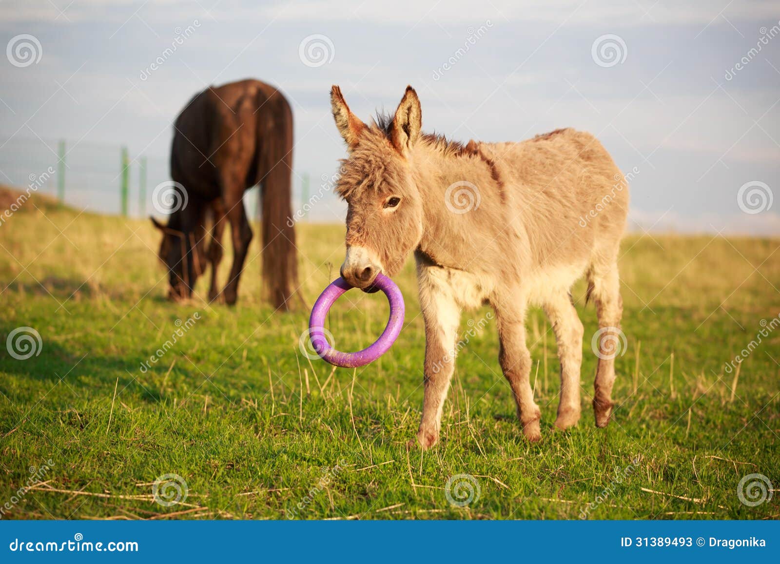 Grey donkey stock image. Image of nature, donkey, animal - 31389493