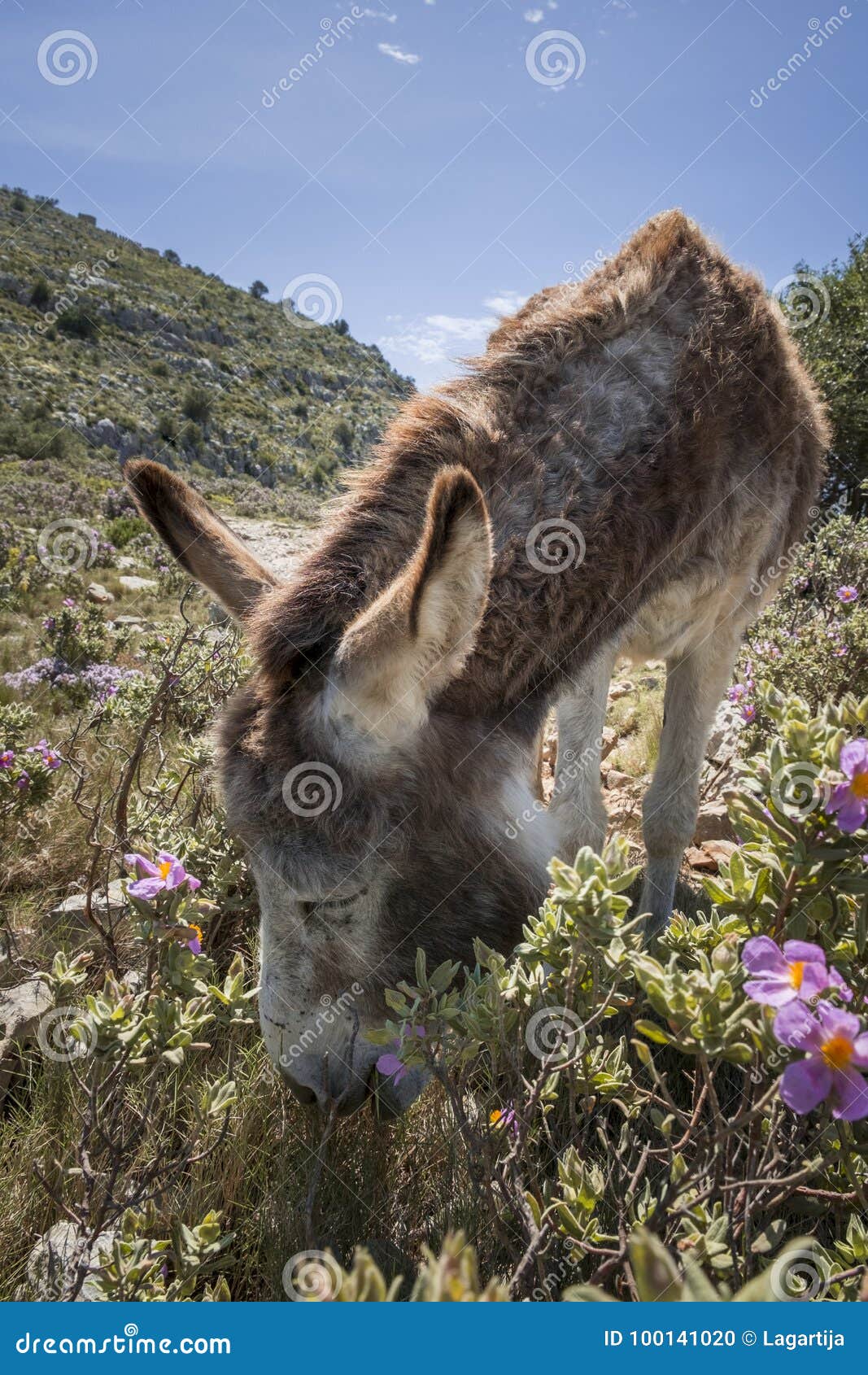Donkey eating stock photo. Image of flowers, donkey - 100141020