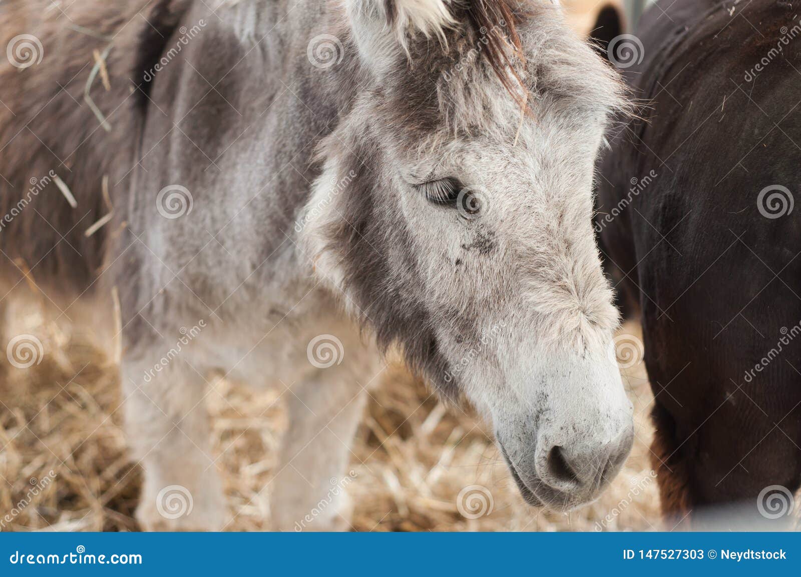 Grey donkey in a farm stock image. Image of furry, cute - 147527303