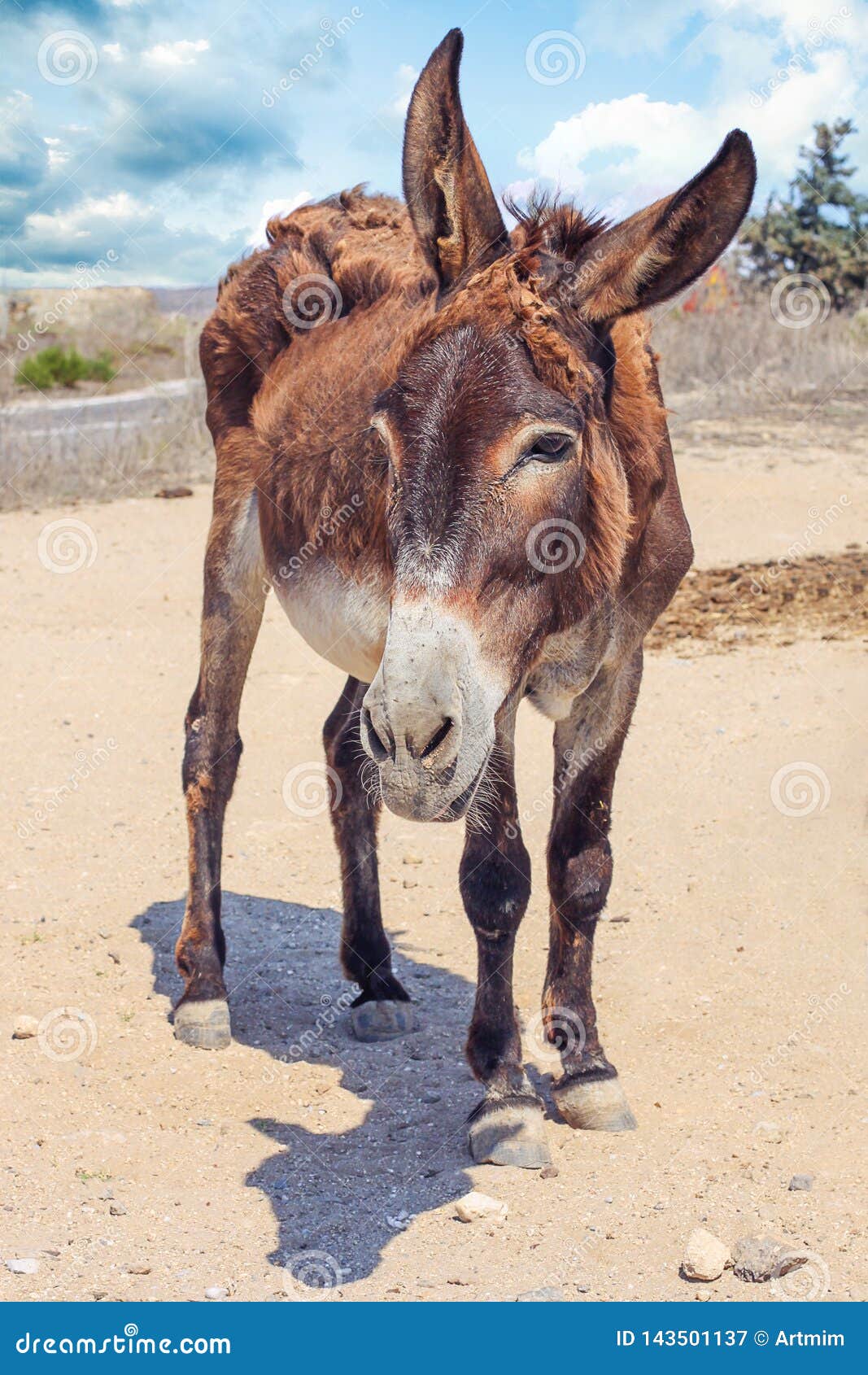 Grey Donkey in Field on Blue Sky Stock Image - Image of horse, donkey ...