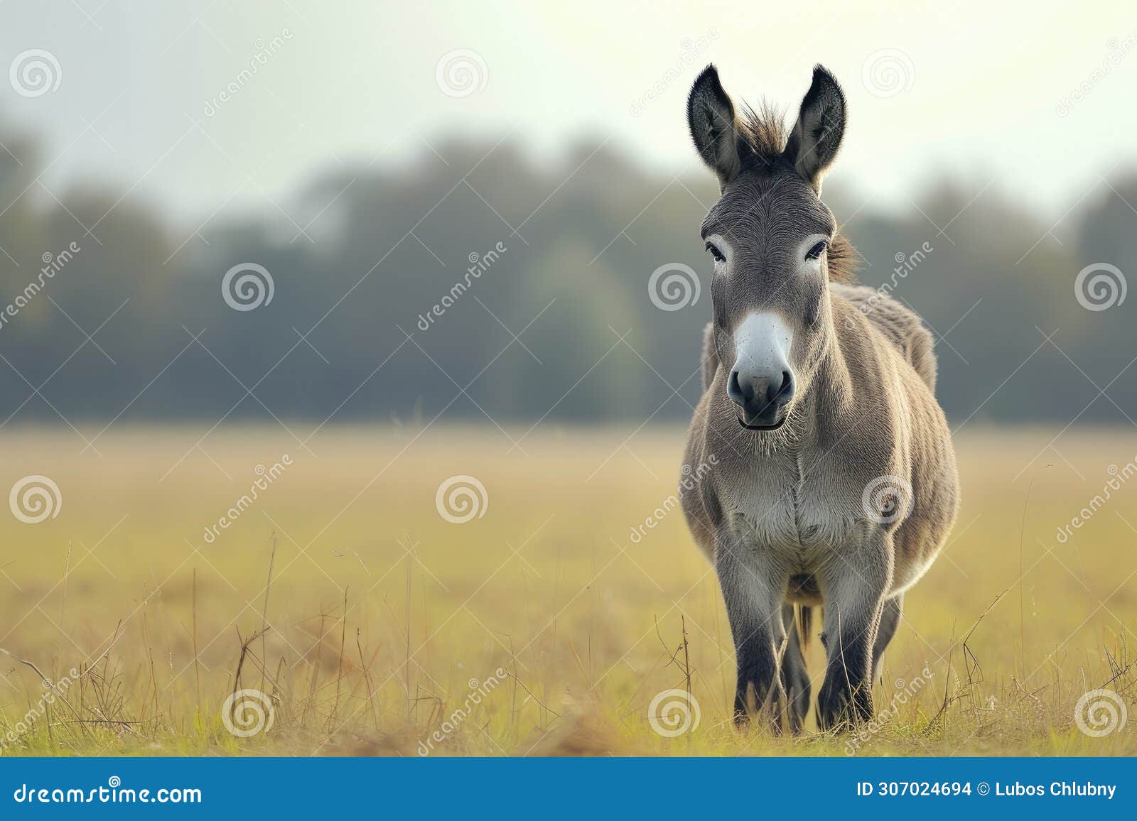 Grey donkey in field stock photo. Image of funny, field - 307024694
