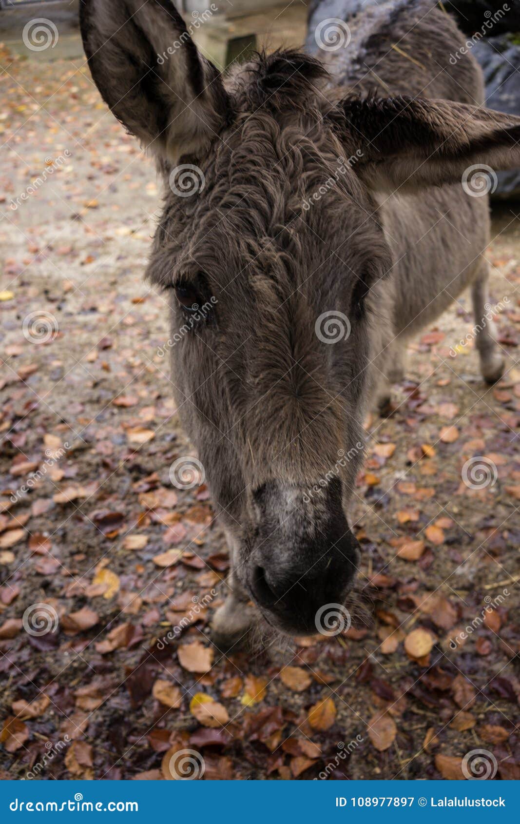 Grey Donkey Front View with Leaf Covered Ground Stock Image - Image of ...
