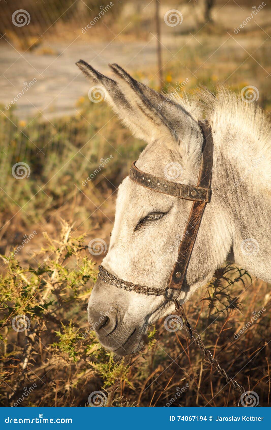 Grey donkey stock photo. Image of mule, lawn, summer - 74067194