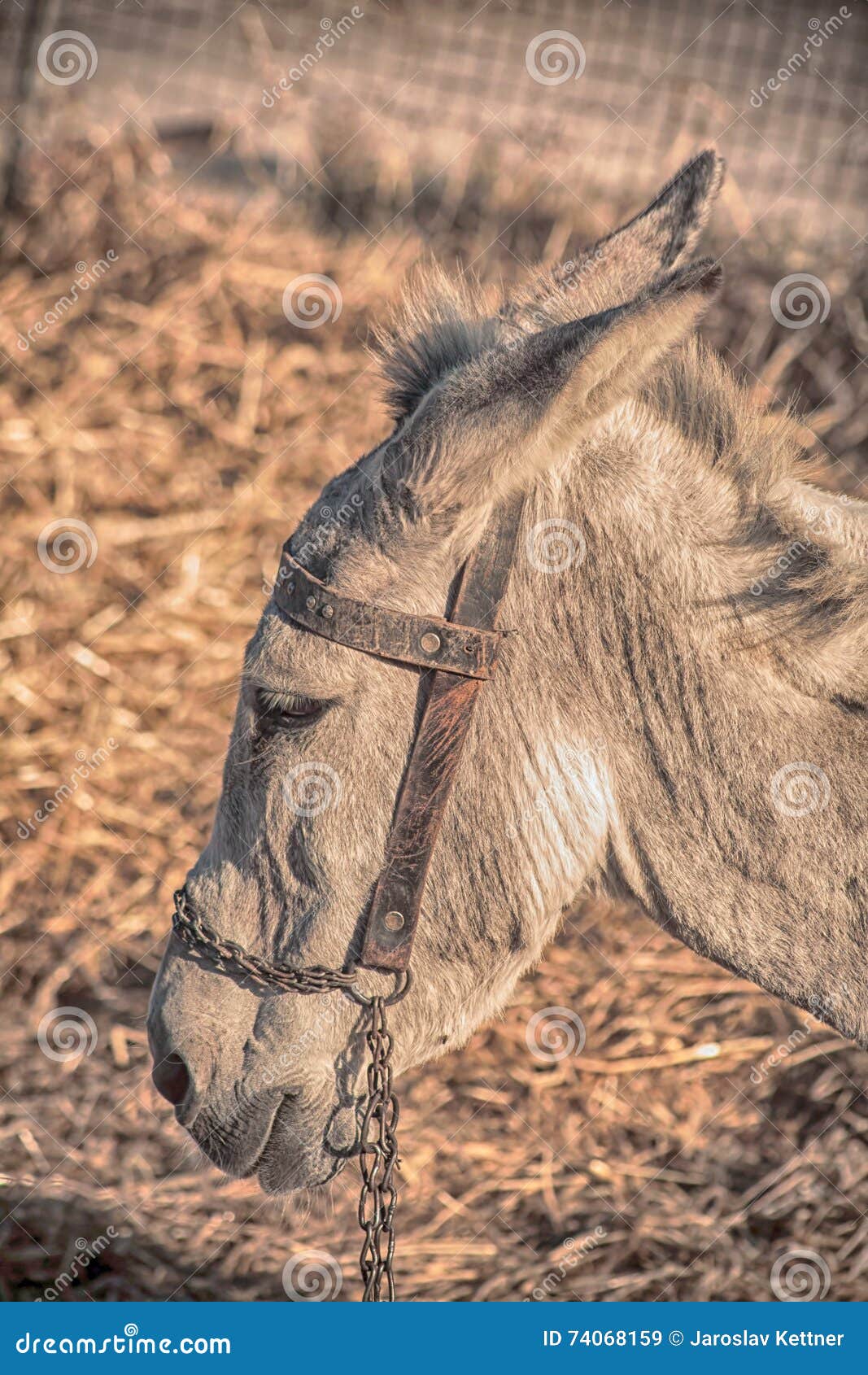 Grey donkey stock image. Image of ecosystem, wildlife - 74068159