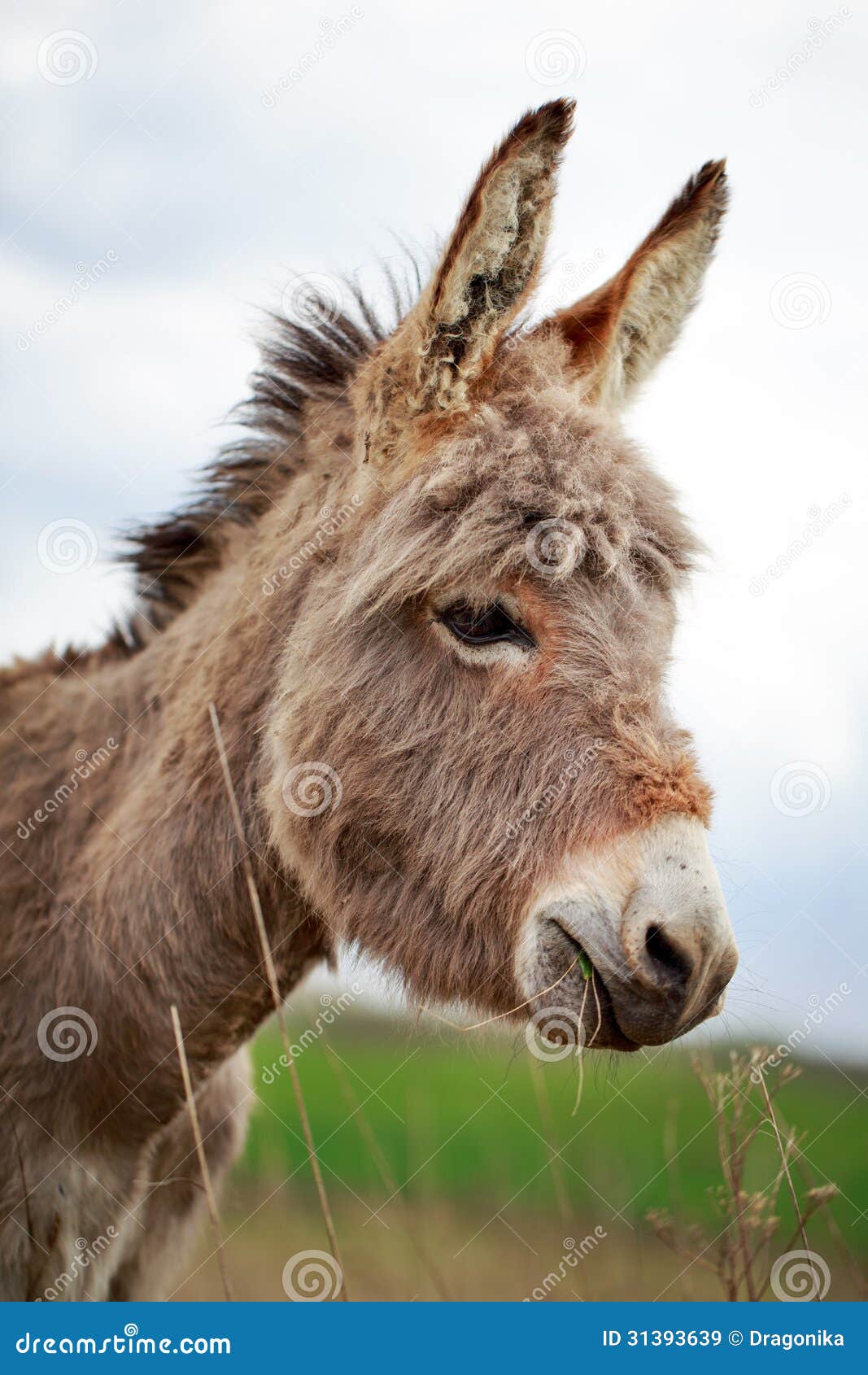 Grey donkey stock image. Image of field, summer, portrait - 31393639